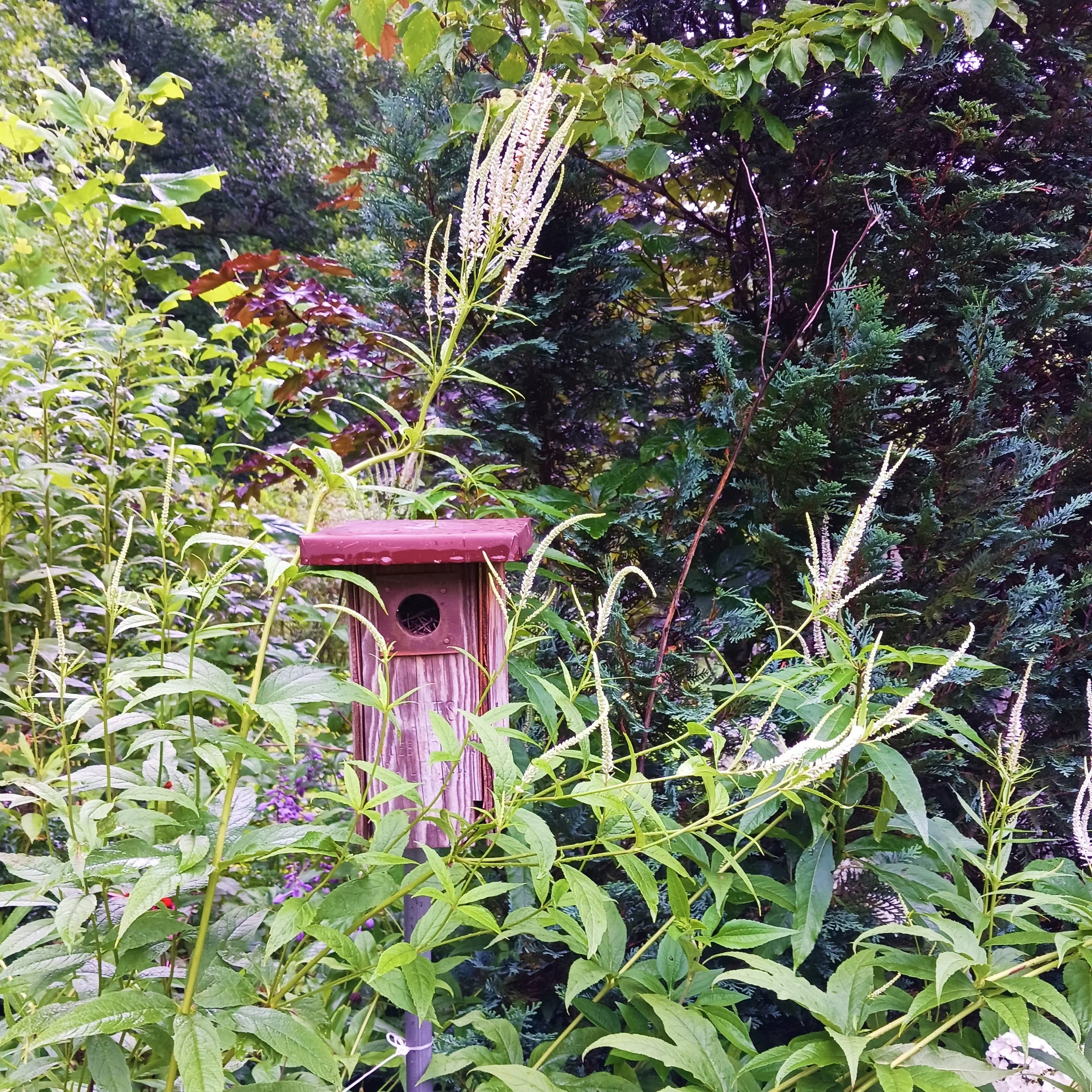 Veronicastrum virginicum Culver's Root — Bug Lovers Native Plants