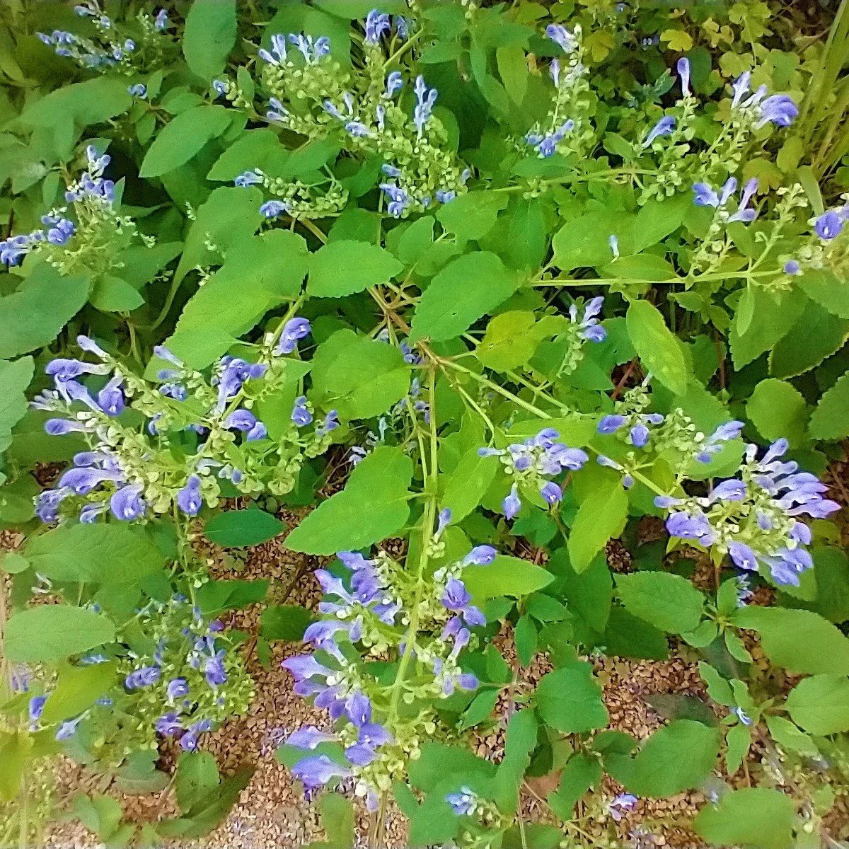 Monarda fistulosa - Wild Bergamot (NC Ecotype) — Bug Lovers Native Plants