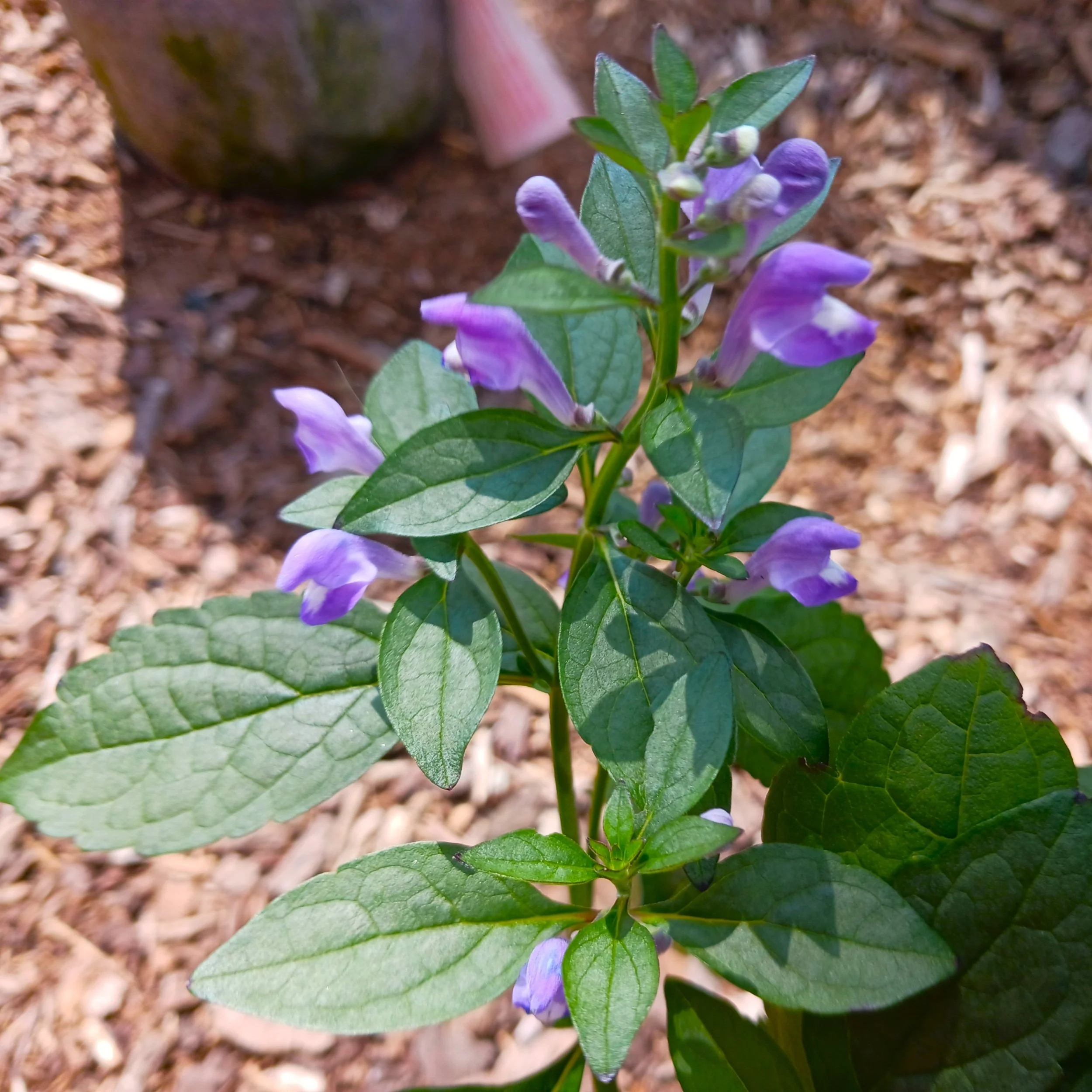 Monarda fistulosa - Wild Bergamot (NC Ecotype) — Bug Lovers Native Plants
