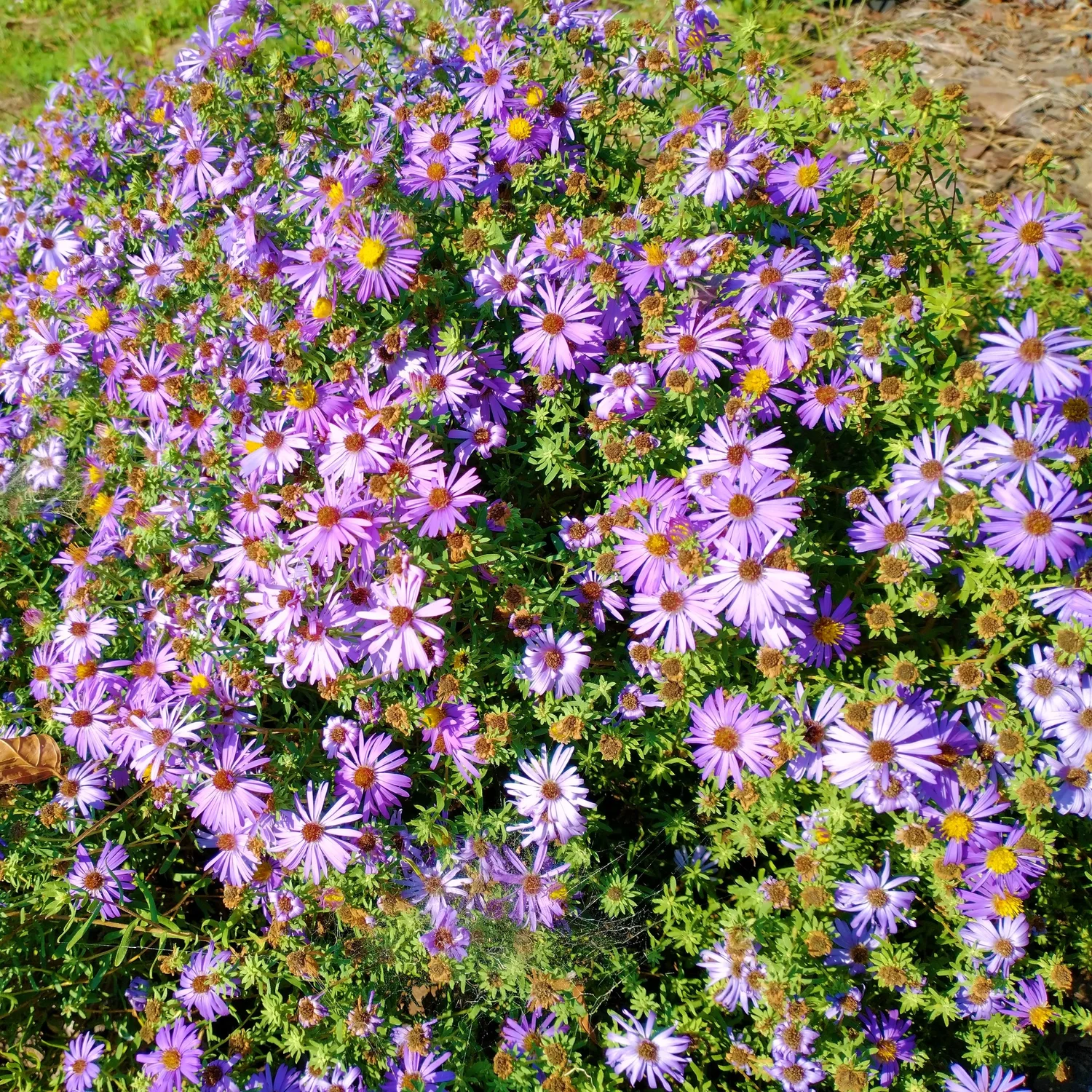 Monarda fistulosa - Wild Bergamot (NC Ecotype) — Bug Lovers Native Plants