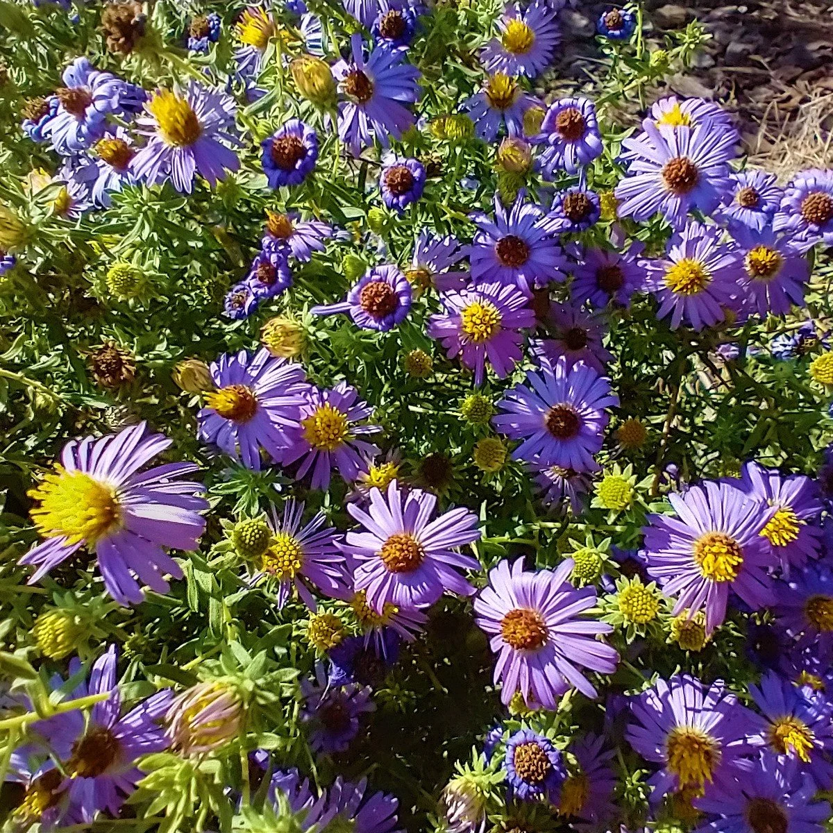 Monarda fistulosa - Wild Bergamot (NC Ecotype) — Bug Lovers Native Plants