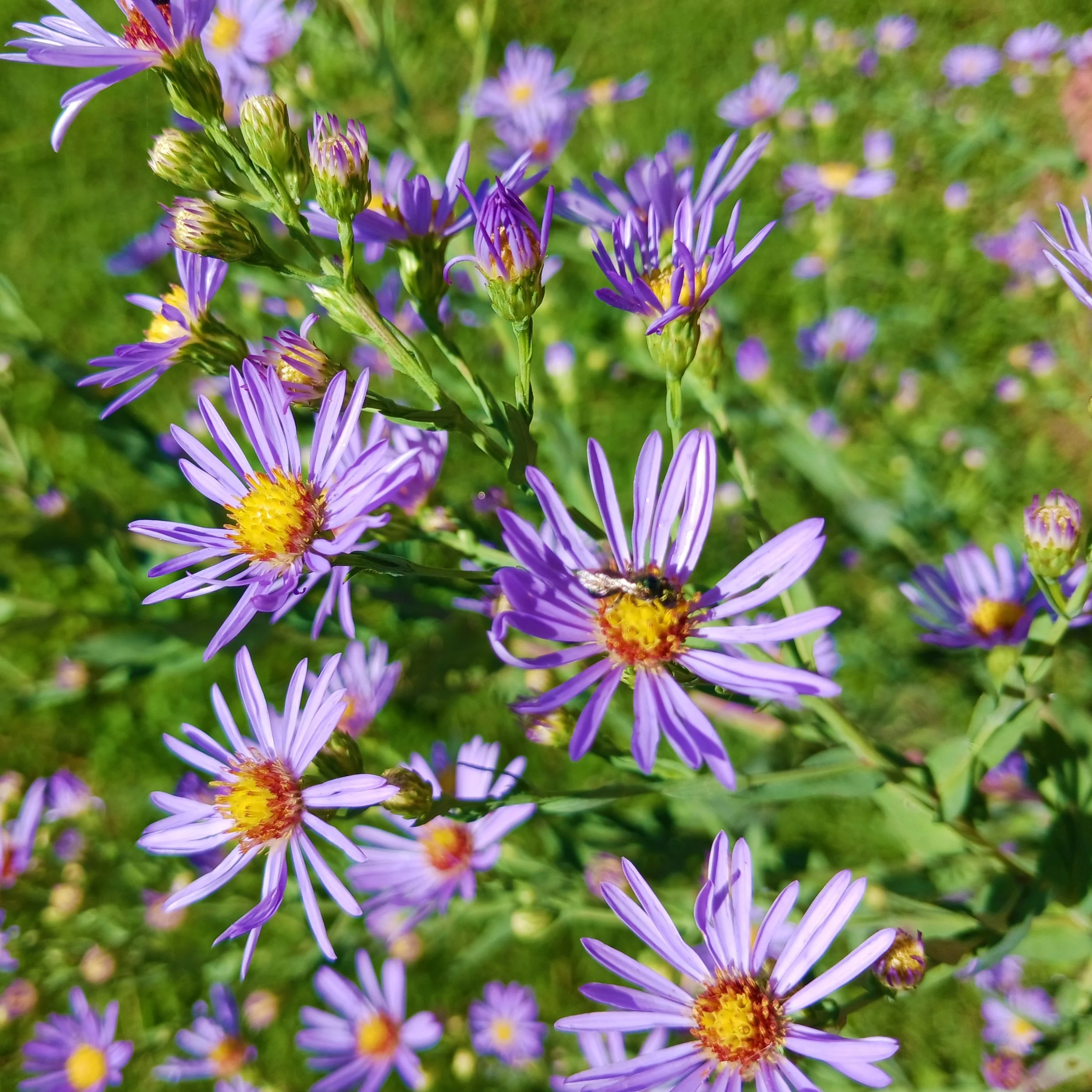 Monarda fistulosa - Wild Bergamot (NC Ecotype) — Bug Lovers Native Plants
