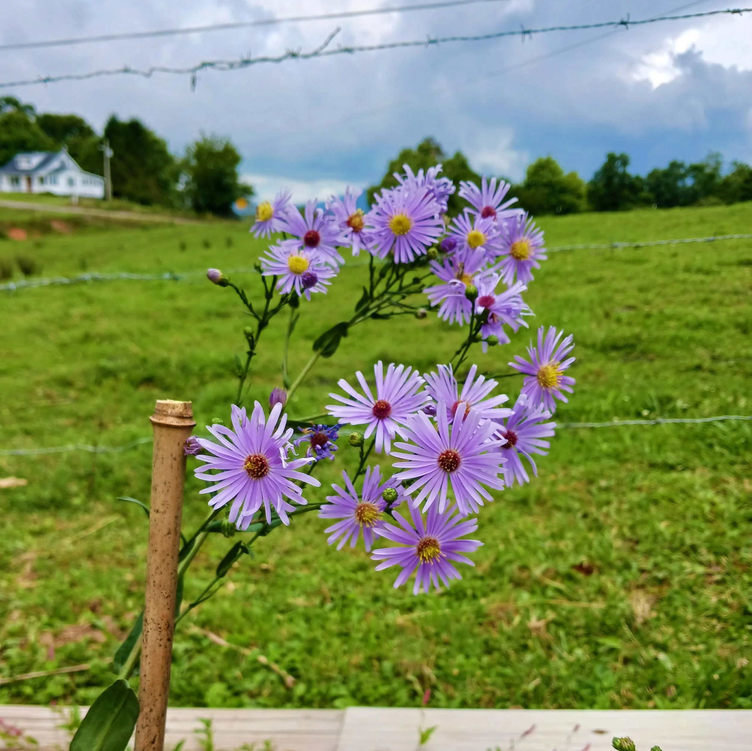 Monarda fistulosa - Wild Bergamot (NC Ecotype) — Bug Lovers Native Plants
