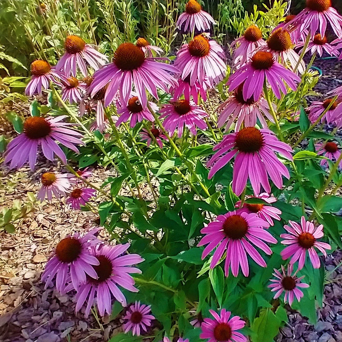 Monarda fistulosa - Wild Bergamot (NC Ecotype) — Bug Lovers Native Plants