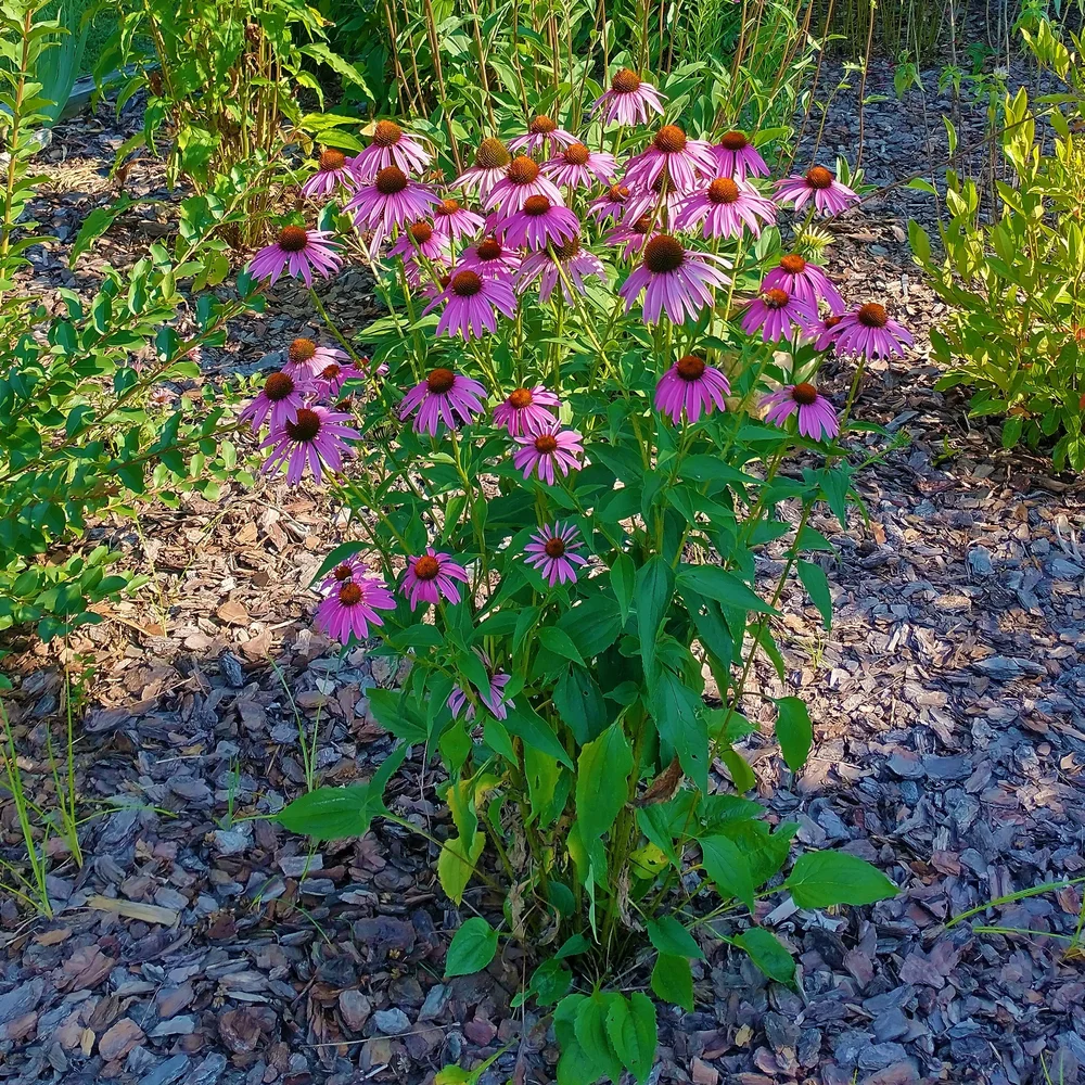 Monarda fistulosa - Wild Bergamot (NC Ecotype) — Bug Lovers Native Plants