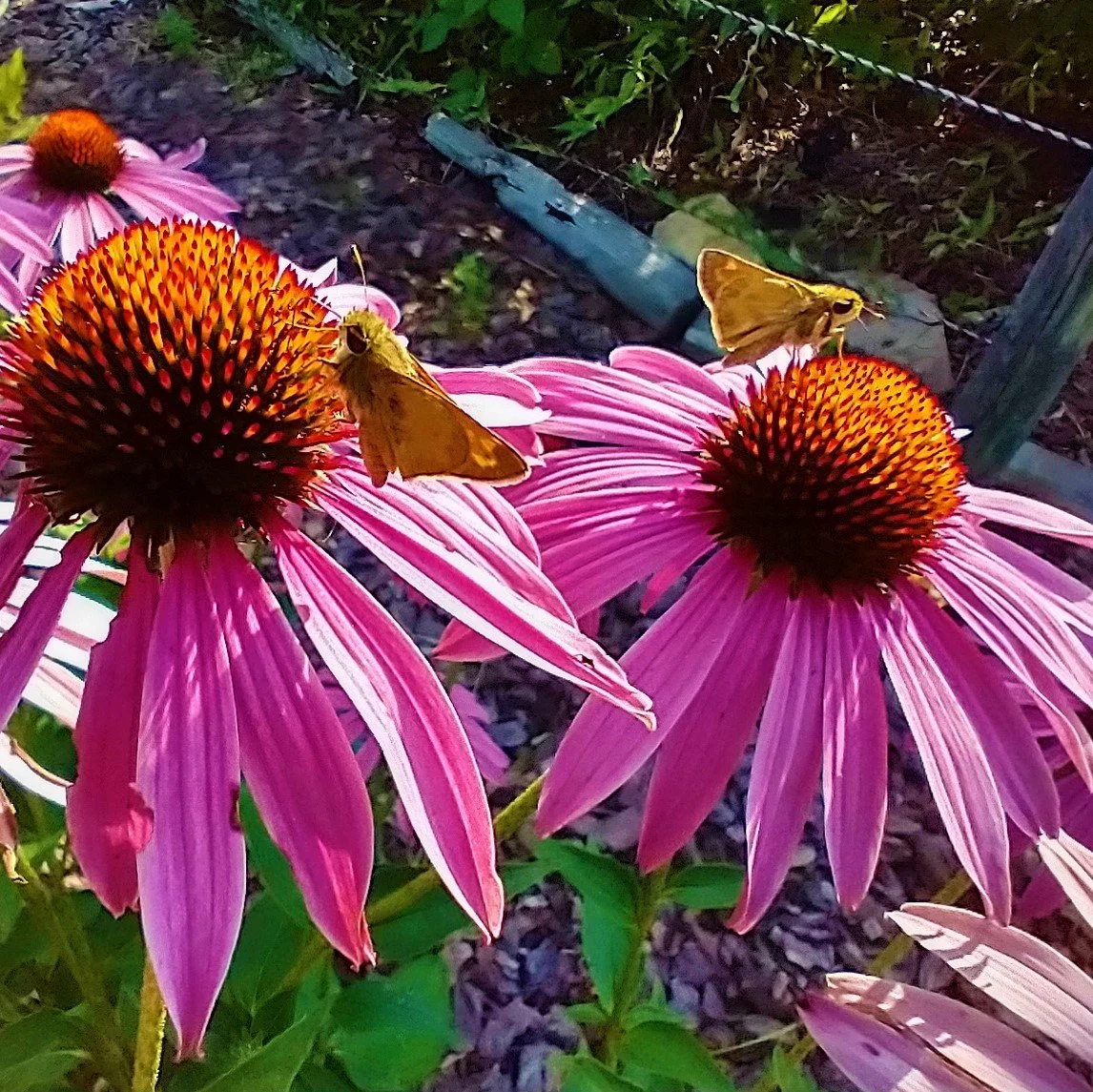 Monarda fistulosa - Wild Bergamot (NC Ecotype) — Bug Lovers Native Plants