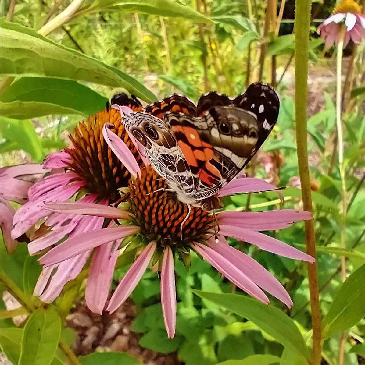 Monarda fistulosa - Wild Bergamot (NC Ecotype) — Bug Lovers Native Plants