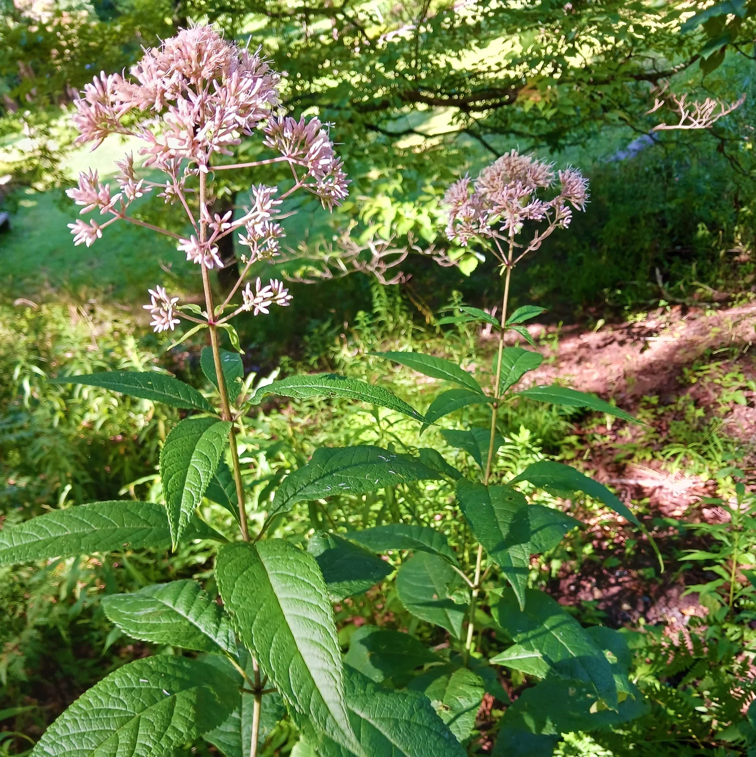Monarda fistulosa - Wild Bergamot (NC Ecotype) — Bug Lovers Native Plants