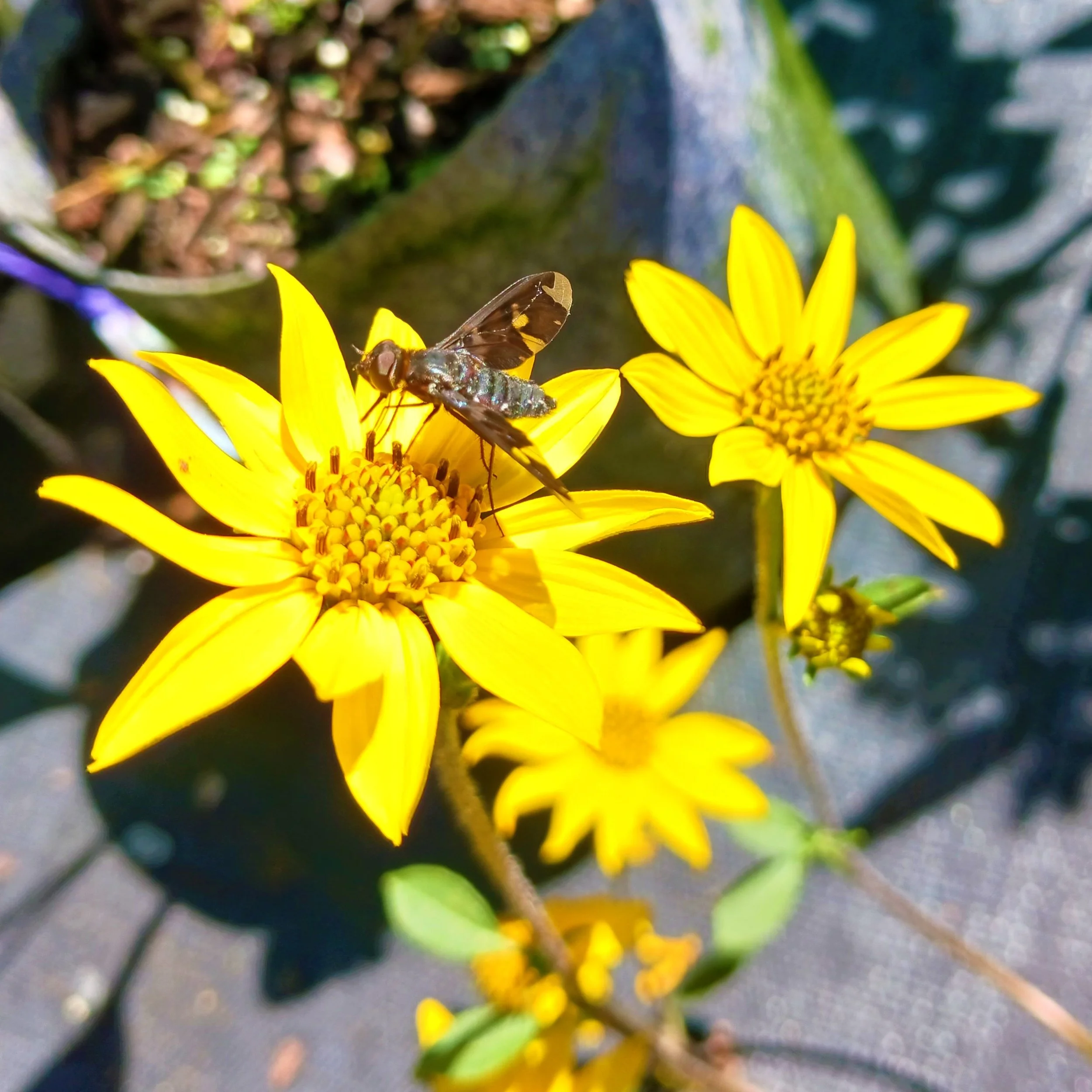 Monarda fistulosa - Wild Bergamot (NC Ecotype) — Bug Lovers Native Plants