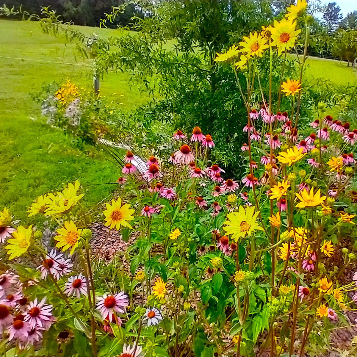 Monarda fistulosa - Wild Bergamot (NC Ecotype) — Bug Lovers Native Plants