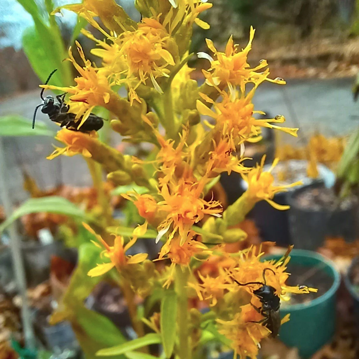 Solidago uliginosa Bog Goldenrod — Bug Lovers Native Plants
