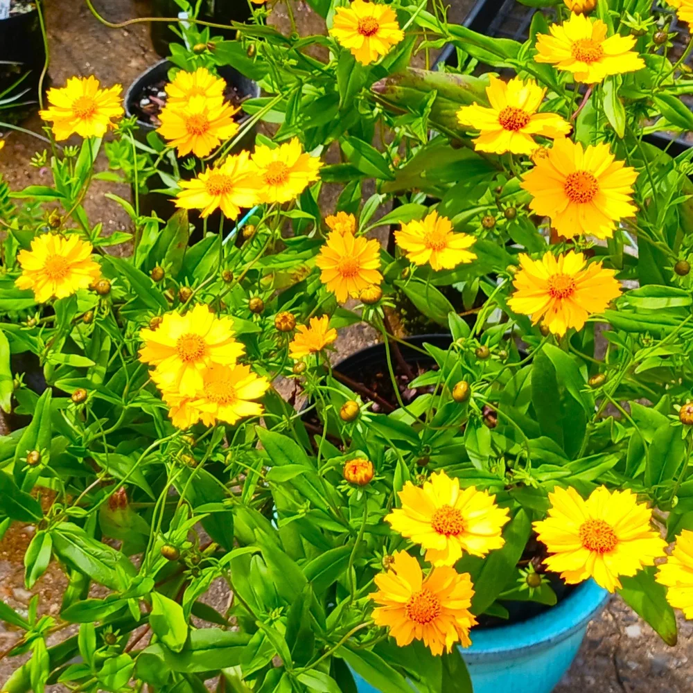 Baptisia australis - Wild Blue Indigo — Bug Lovers Native Plants