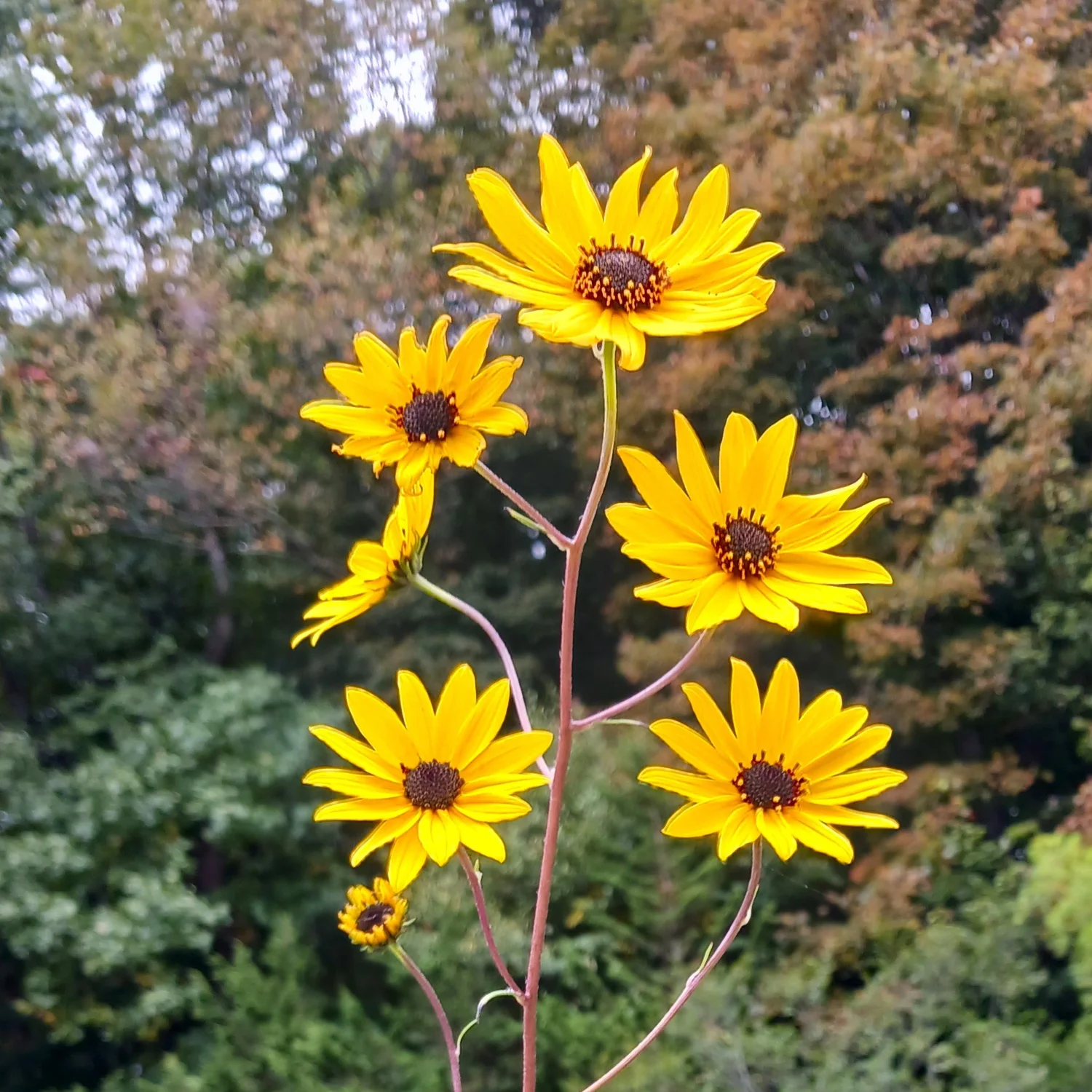 Monarda fistulosa - Wild Bergamot (NC Ecotype) — Bug Lovers Native Plants