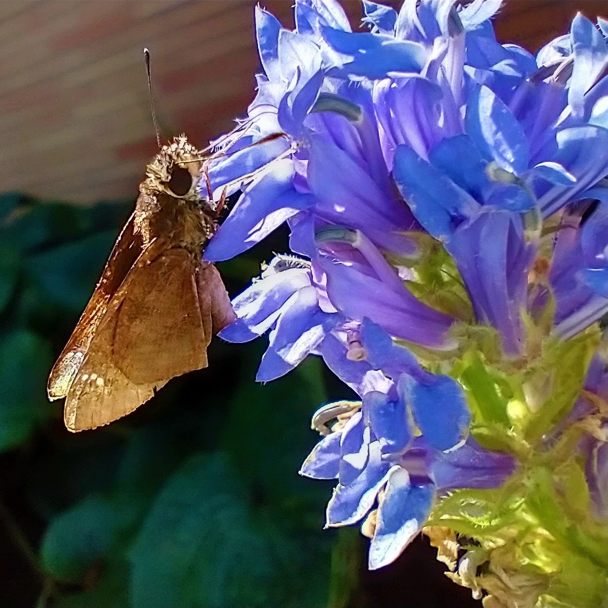 Monarda fistulosa - Wild Bergamot (NC Ecotype) — Bug Lovers Native Plants