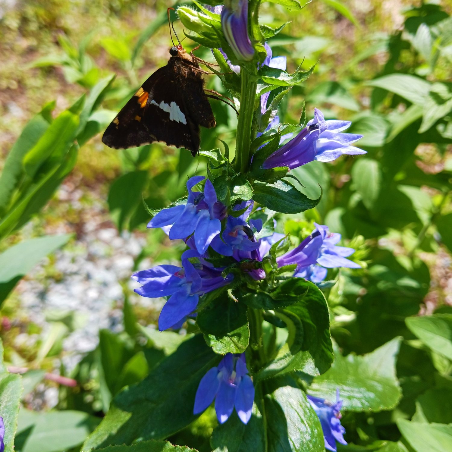 Monarda fistulosa - Wild Bergamot (NC Ecotype) — Bug Lovers Native Plants