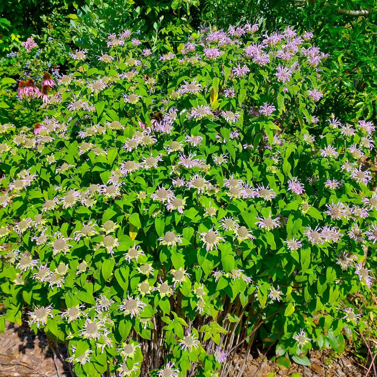 Veronicastrum virginicum Culver's Root — Bug Lovers Native Plants