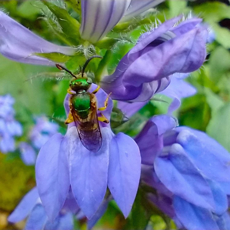 Monarda fistulosa - Wild Bergamot (NC Ecotype) — Bug Lovers Native Plants