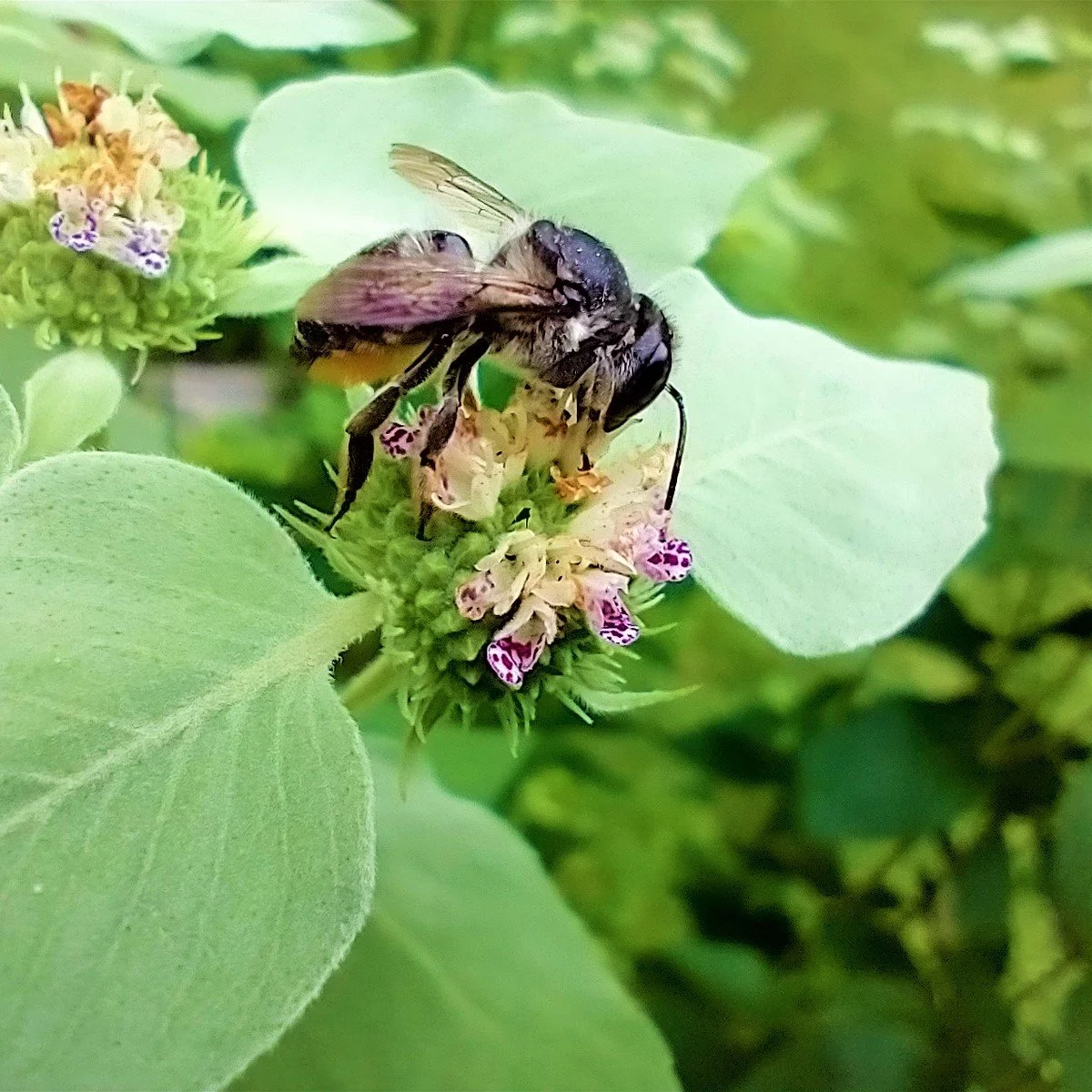 Monarda fistulosa - Wild Bergamot (NC Ecotype) — Bug Lovers Native Plants