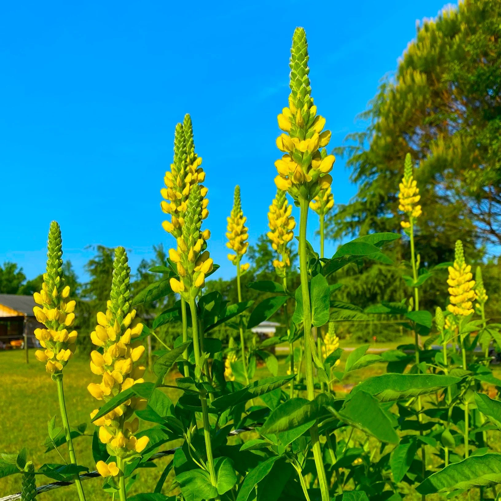 Polemonium reptans Creeping Jacob's Ladder — Bug Lovers Native Plants