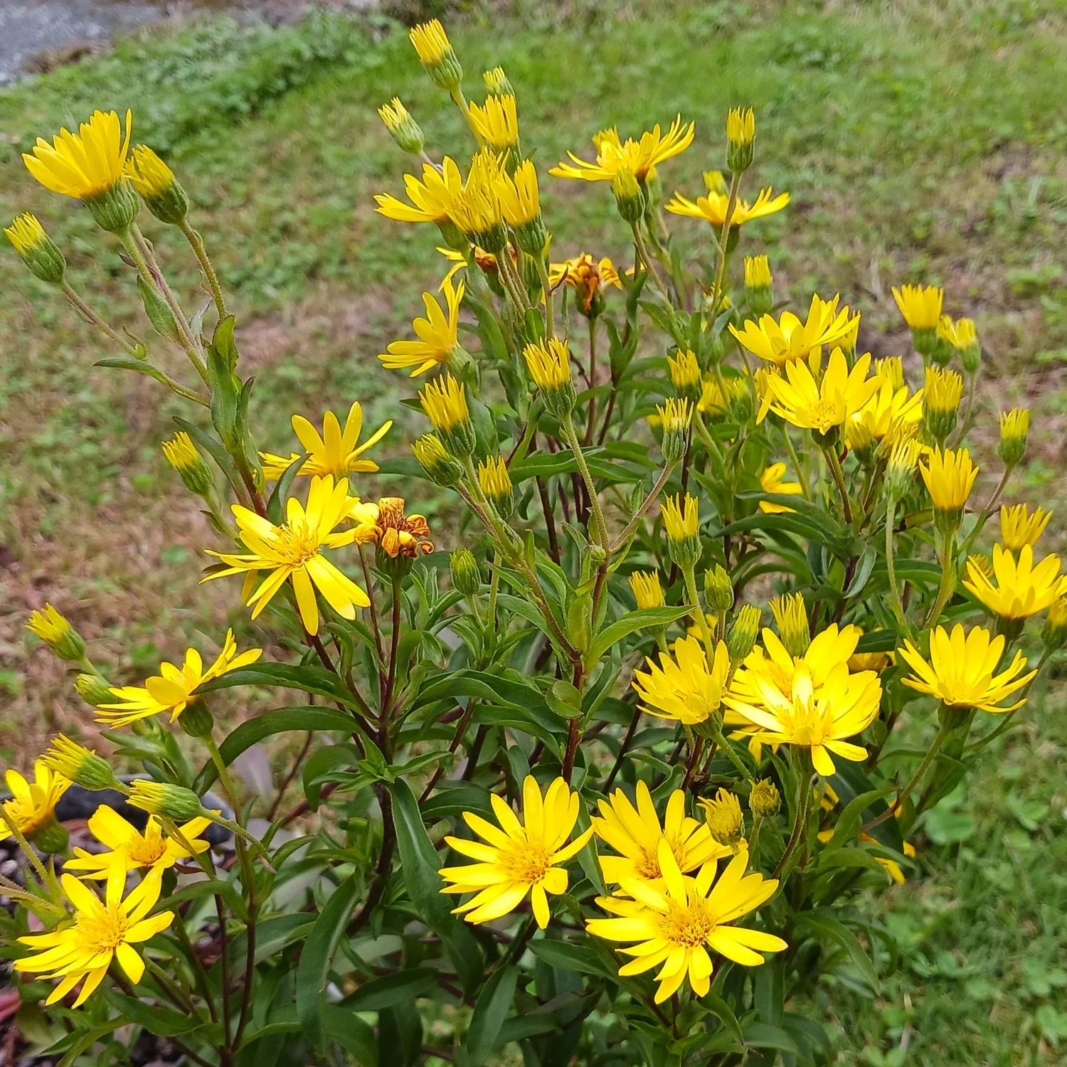 Monarda fistulosa - Wild Bergamot (NC Ecotype) — Bug Lovers Native Plants