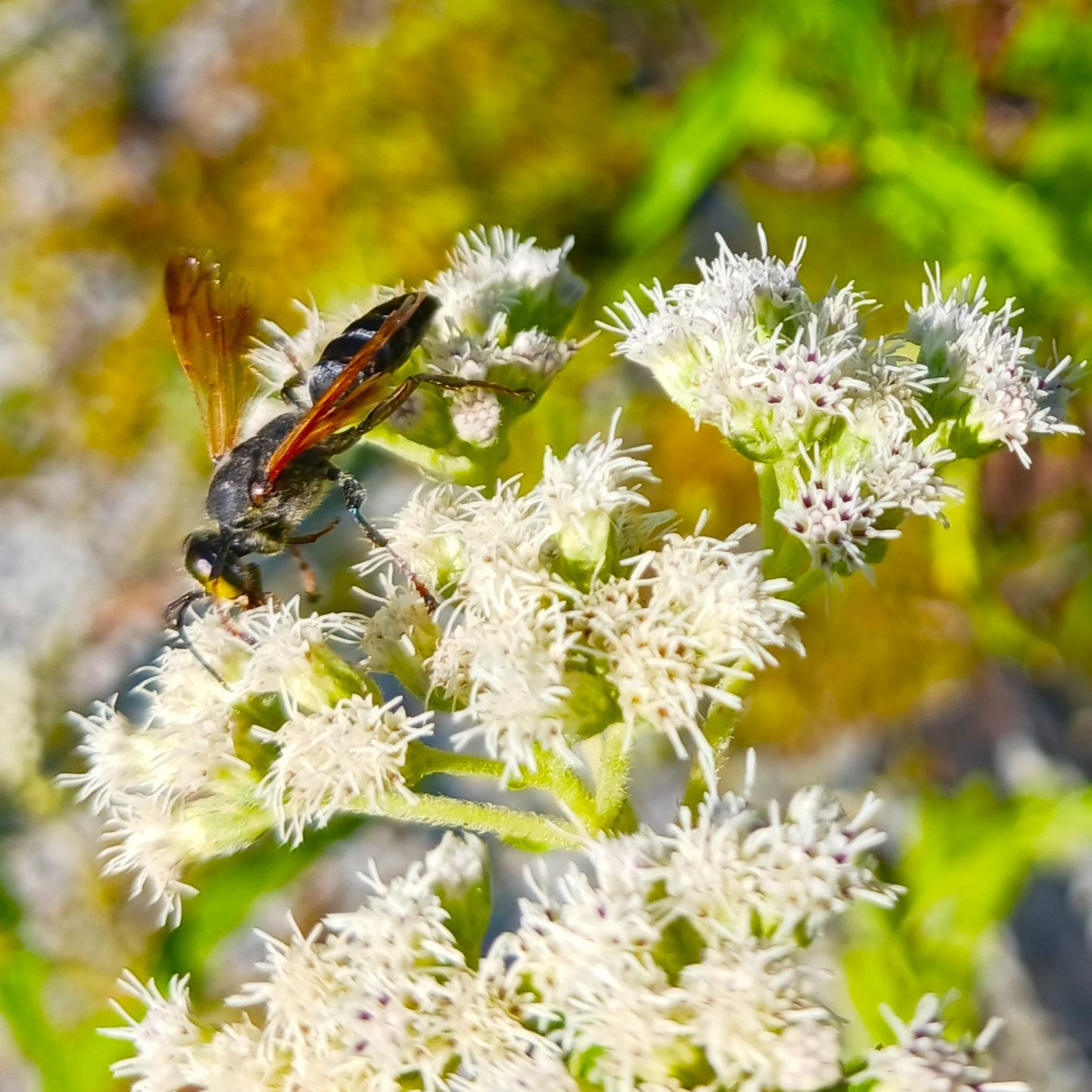 Monarda fistulosa - Wild Bergamot (NC Ecotype) — Bug Lovers Native Plants