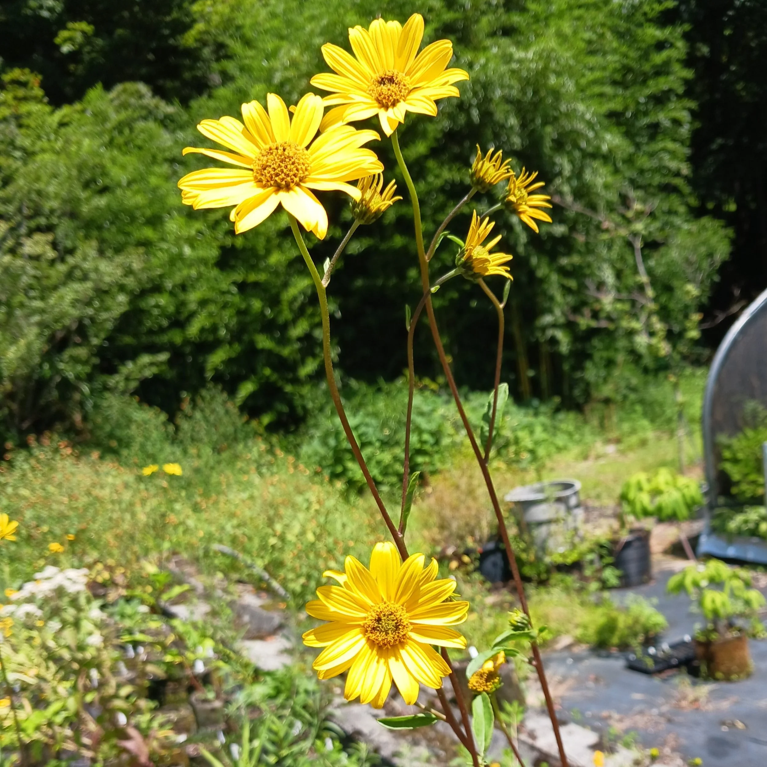 Monarda fistulosa - Wild Bergamot (NC Ecotype) — Bug Lovers Native Plants