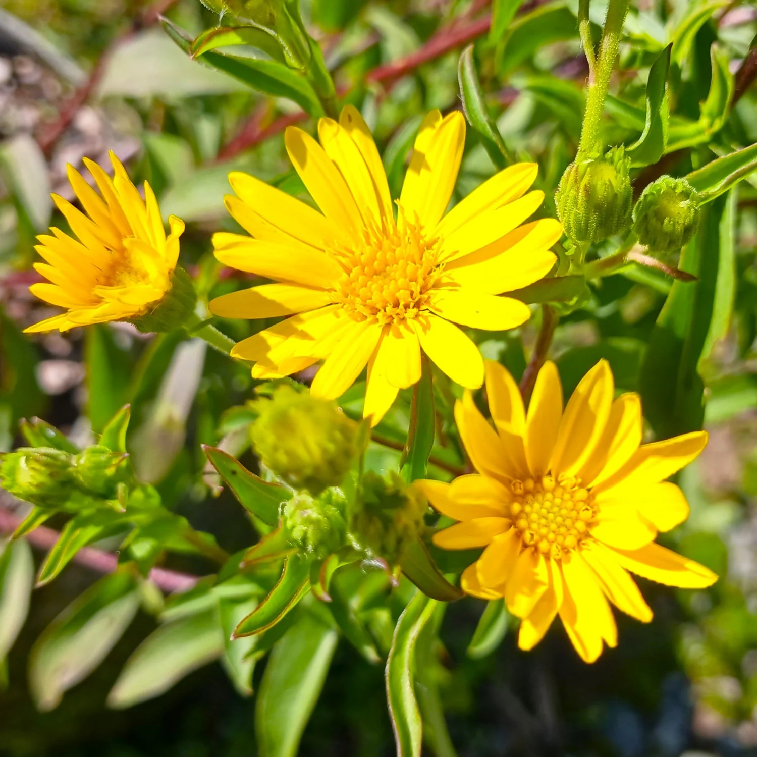 Monarda fistulosa - Wild Bergamot (NC Ecotype) — Bug Lovers Native Plants