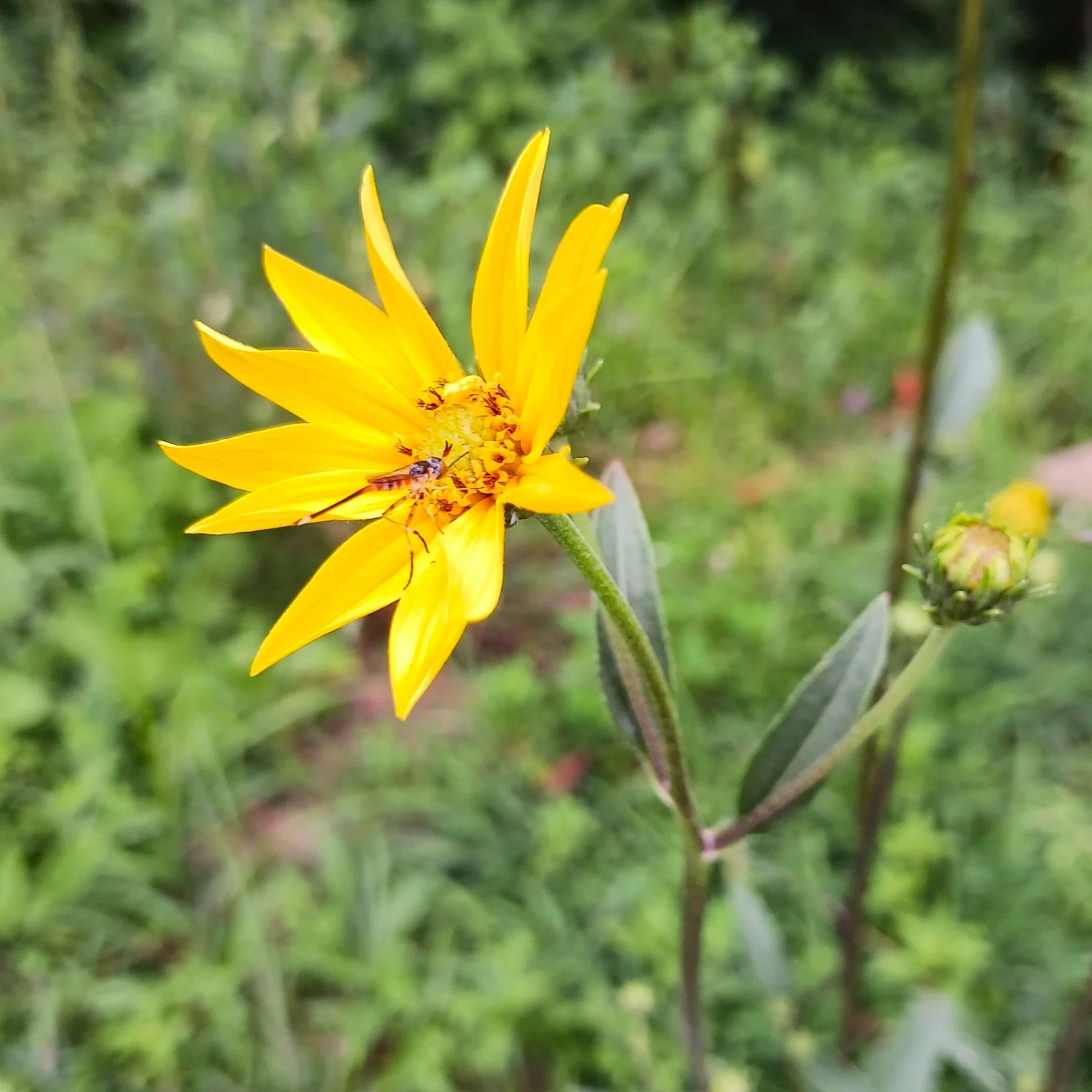 Monarda fistulosa - Wild Bergamot (NC Ecotype) — Bug Lovers Native Plants