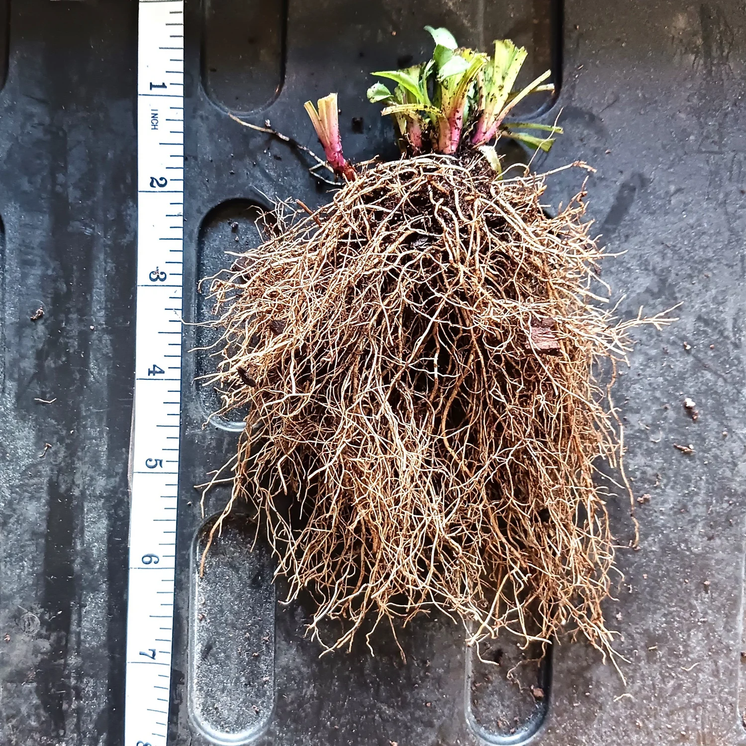 Monarda fistulosa - Wild Bergamot (NC Ecotype) — Bug Lovers Native Plants