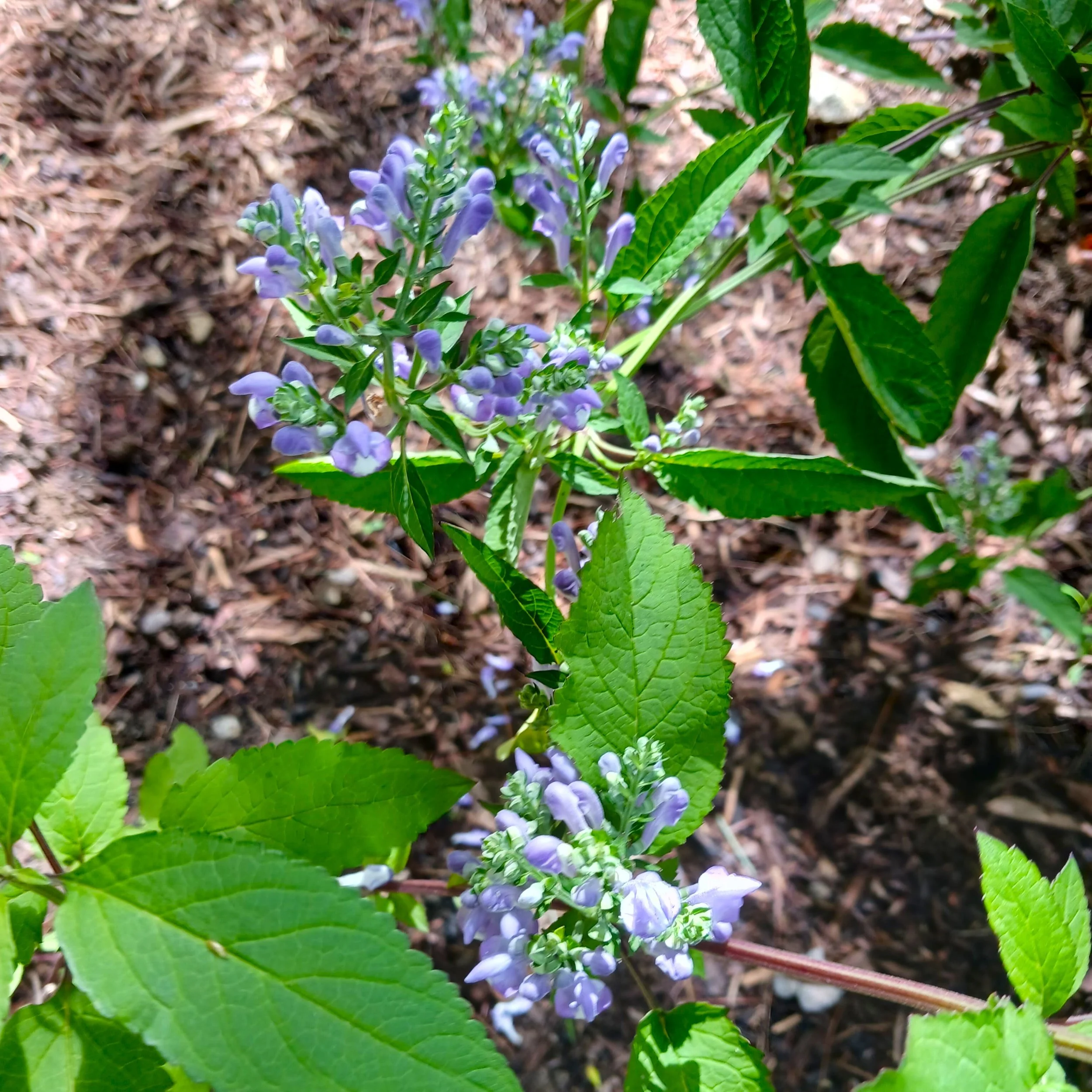 Monarda fistulosa - Wild Bergamot (NC Ecotype) — Bug Lovers Native Plants