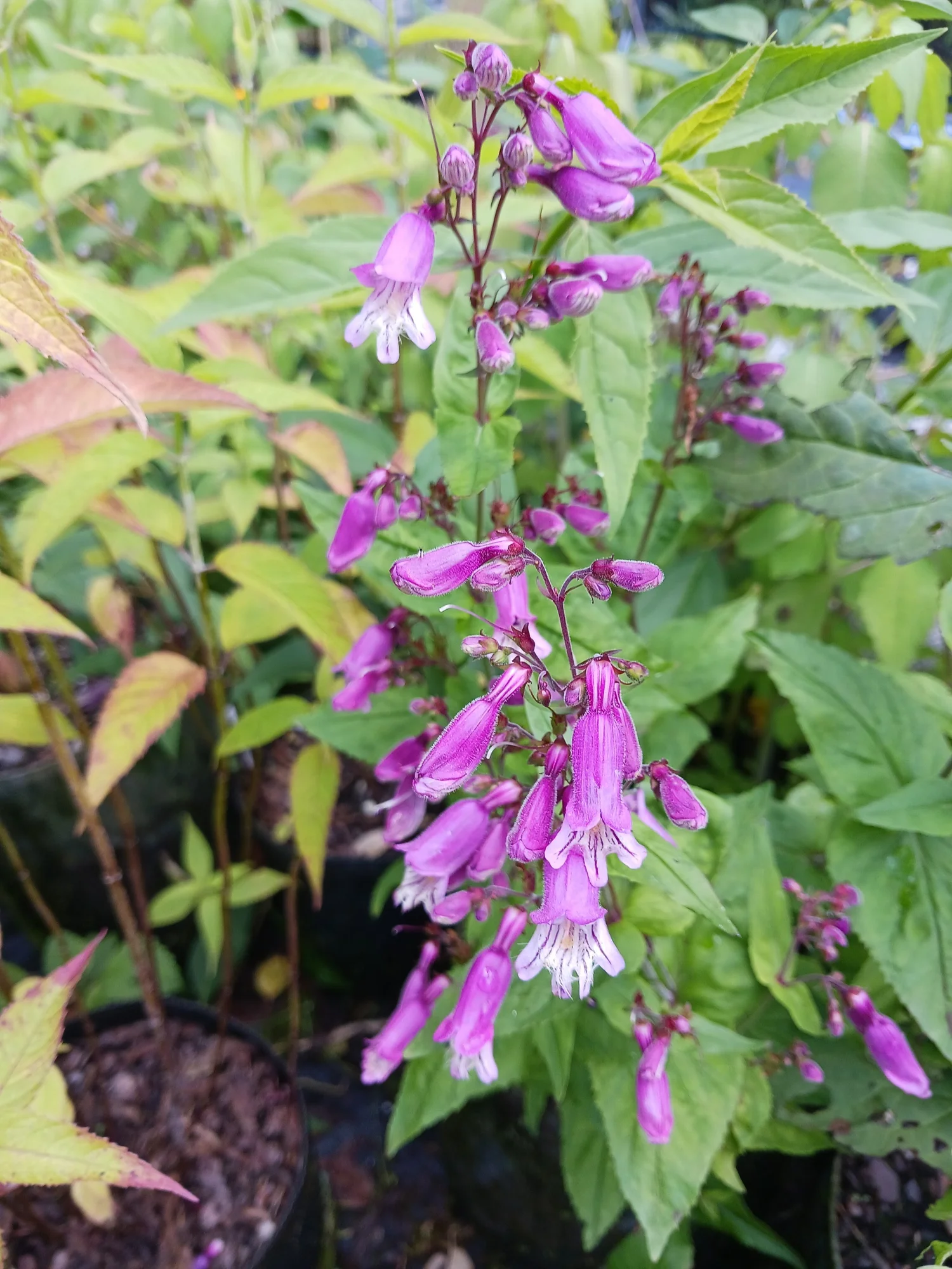 Monarda fistulosa - Wild Bergamot (NC Ecotype) — Bug Lovers Native Plants