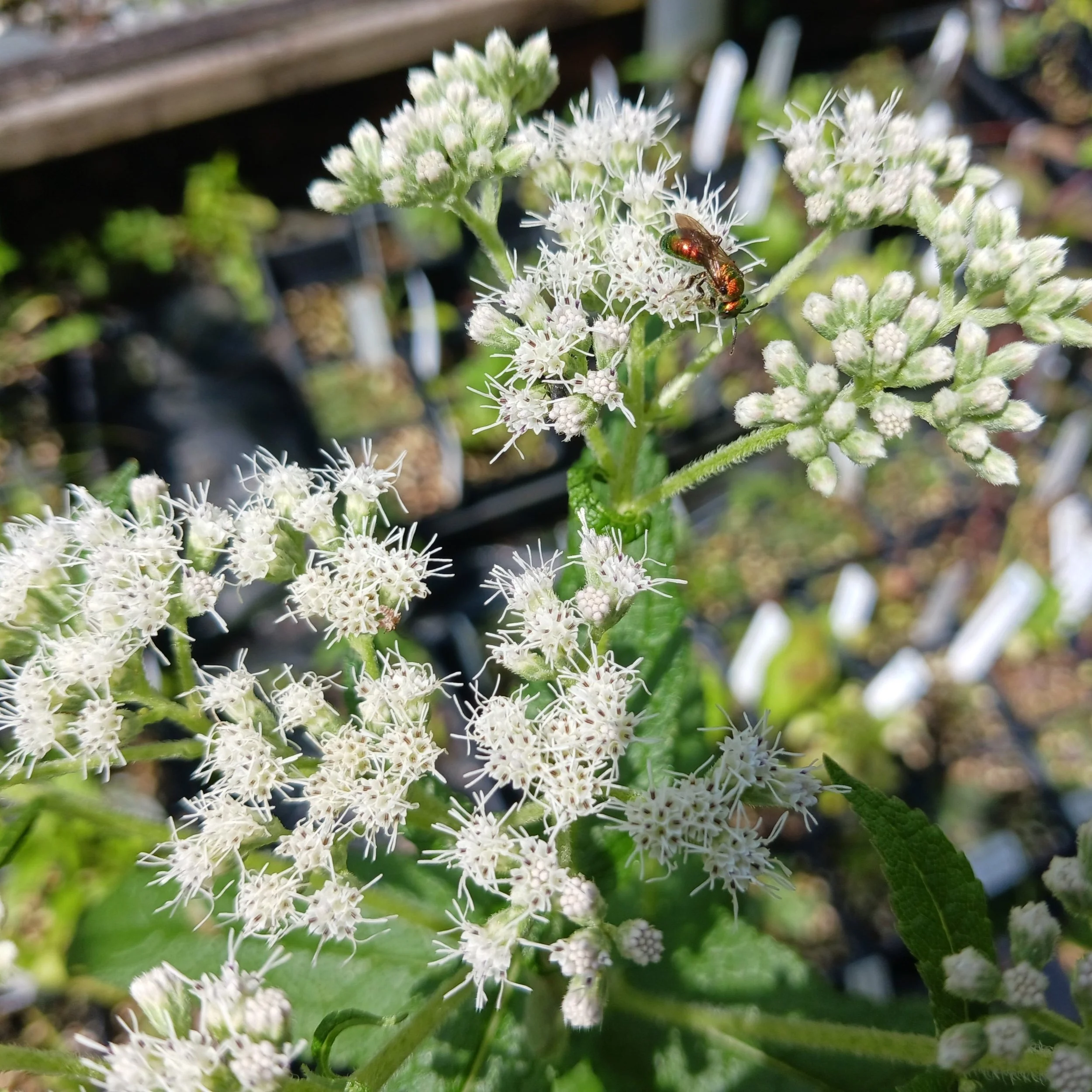 Monarda fistulosa - Wild Bergamot (NC Ecotype) — Bug Lovers Native Plants