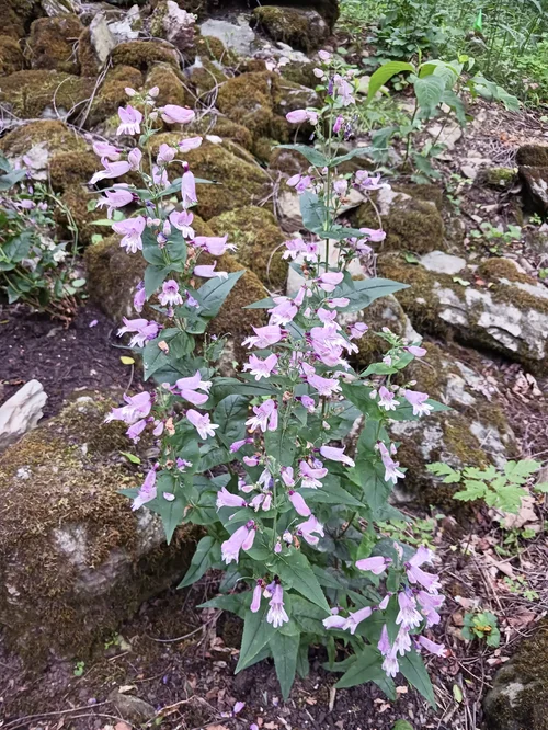 Monarda fistulosa - Wild Bergamot (NC Ecotype) — Bug Lovers Native Plants