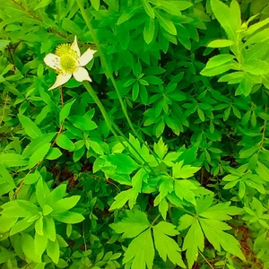 Shop For Native Plants — Bug Lovers Native Plants