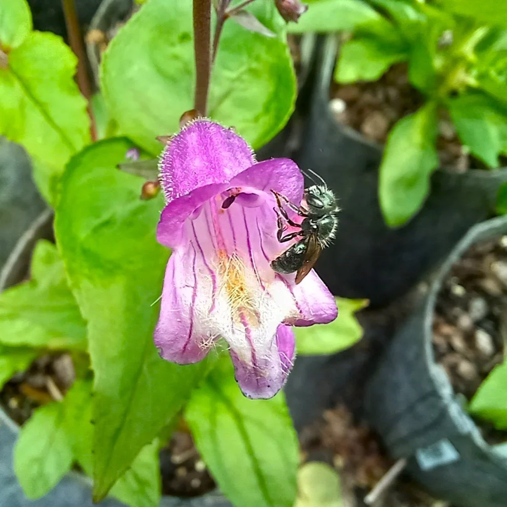 Monarda fistulosa - Wild Bergamot (NC Ecotype) — Bug Lovers Native Plants