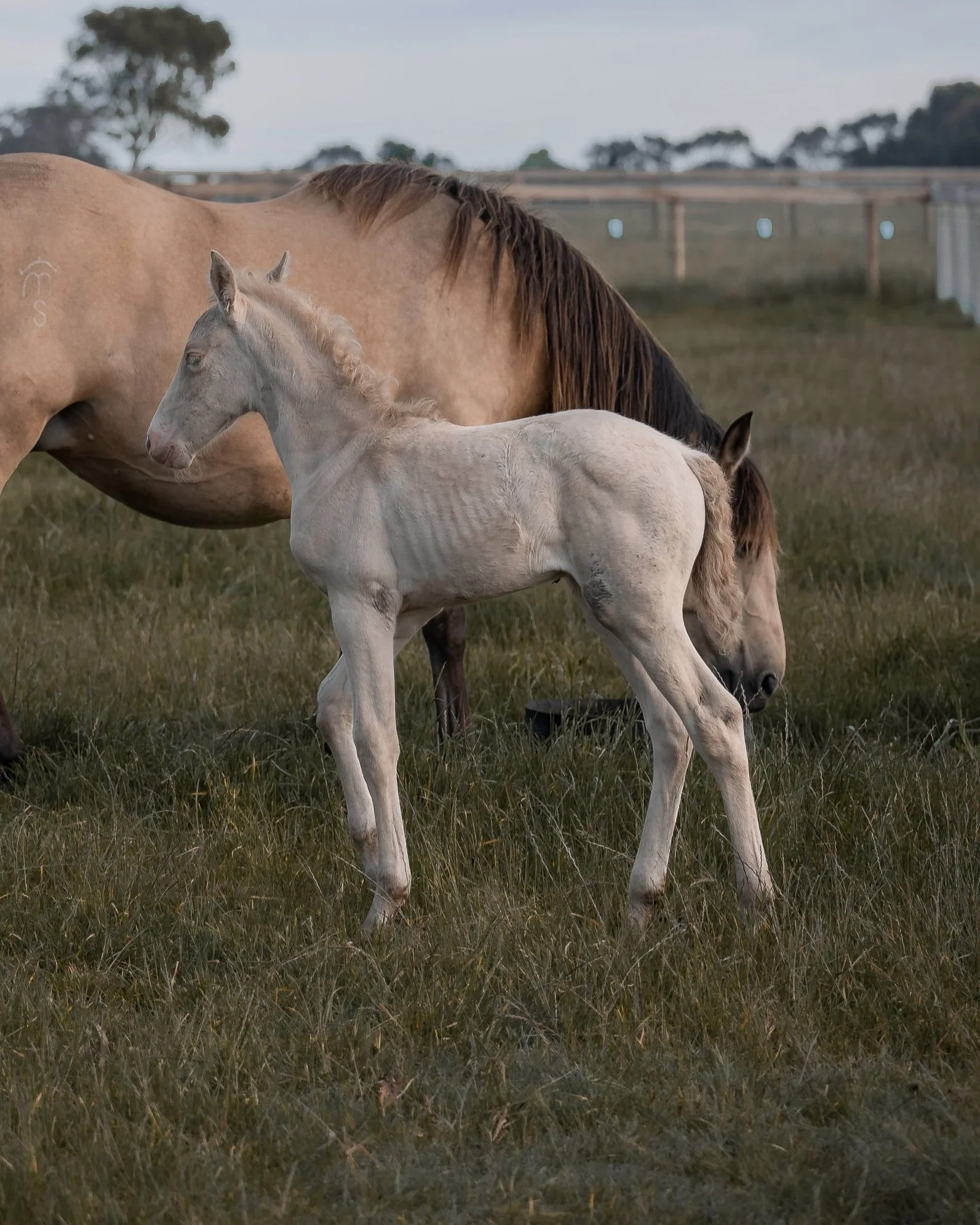 Perlino Foal
