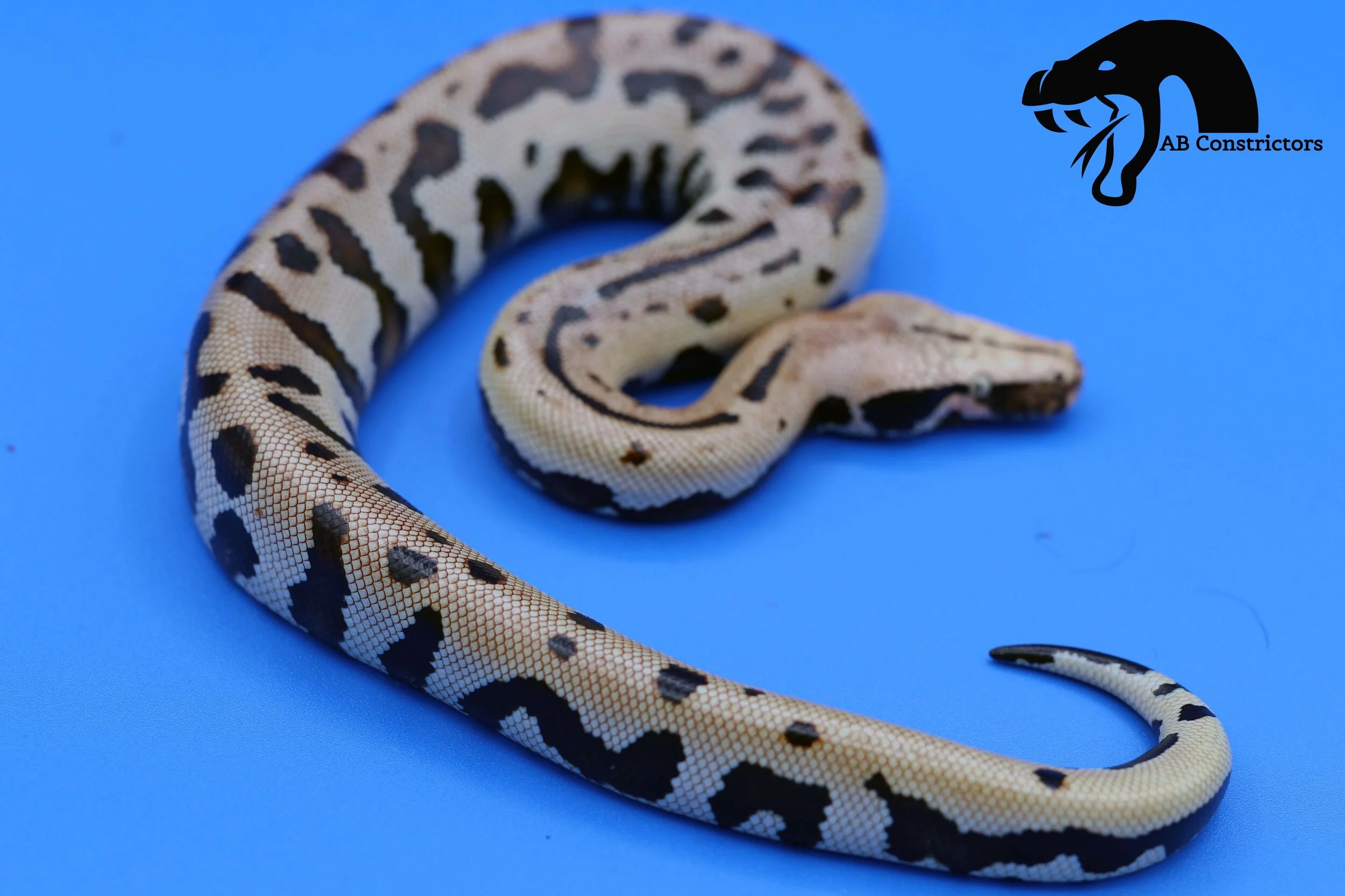 SOLD Golden Eye Female — AB Constrictors Canada | Breeder | Boa ...