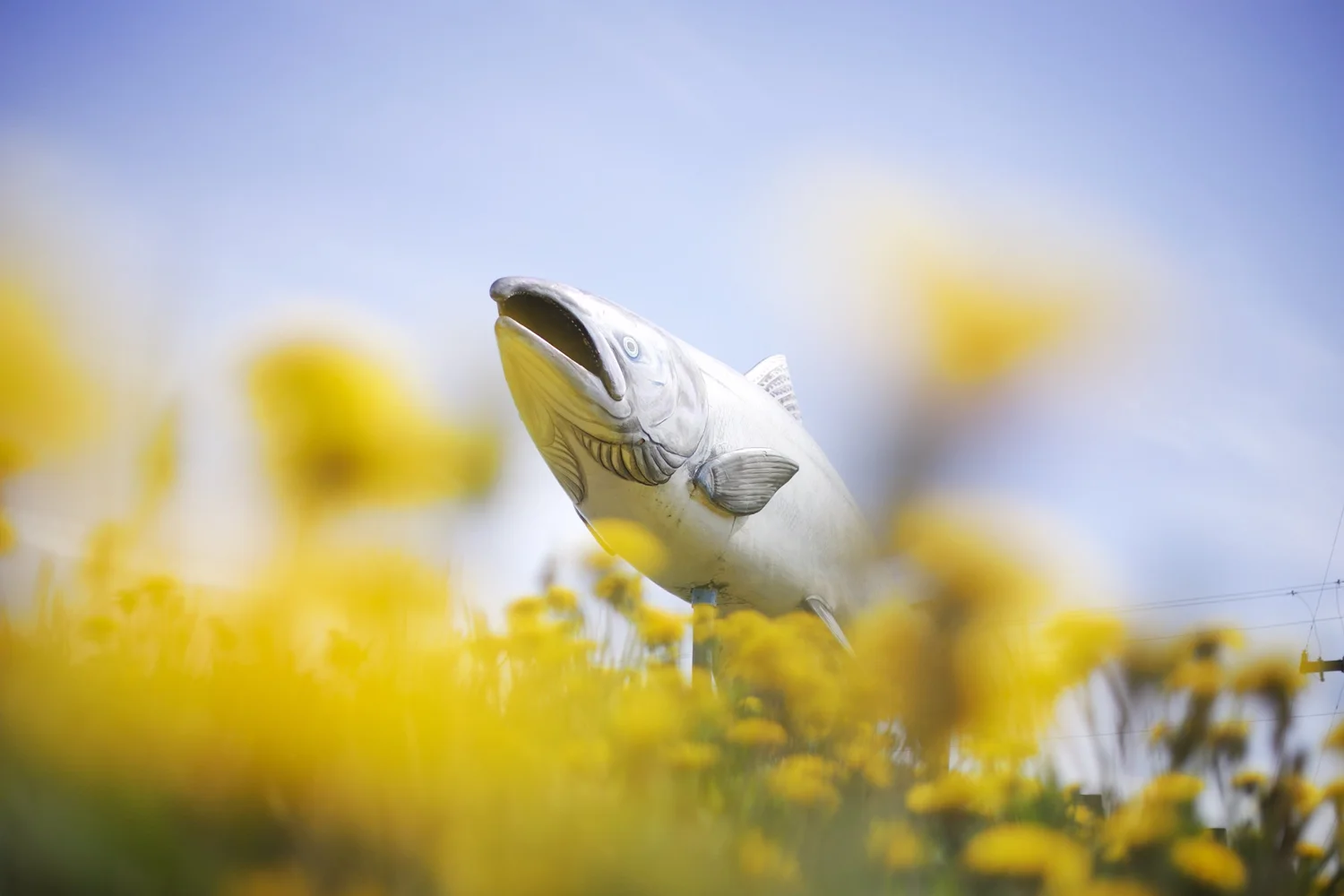 Homer Fish Processing | Fresh Wild Alaska Seafood & Custom Processing