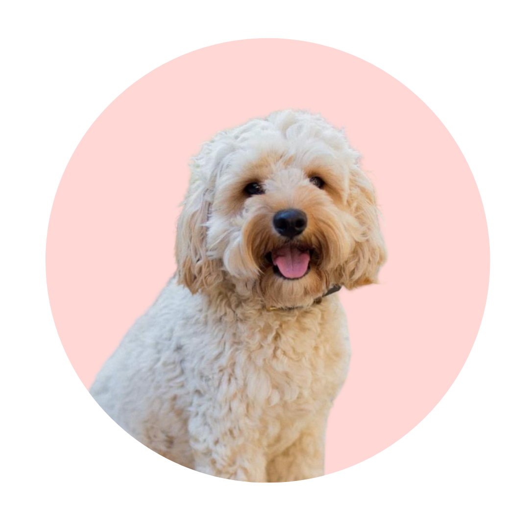 Cavoodle Breeder — Candy's Cavoodles