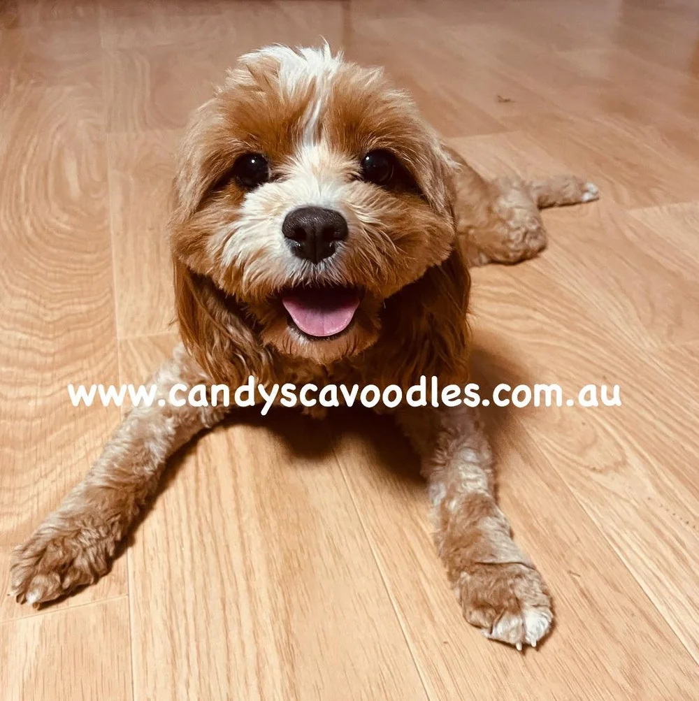 Available Puppies — Candy's Cavoodles