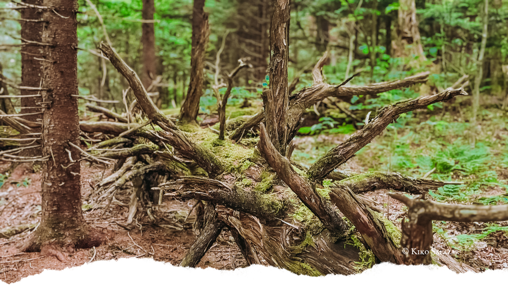 Running Trails — Susurrus
