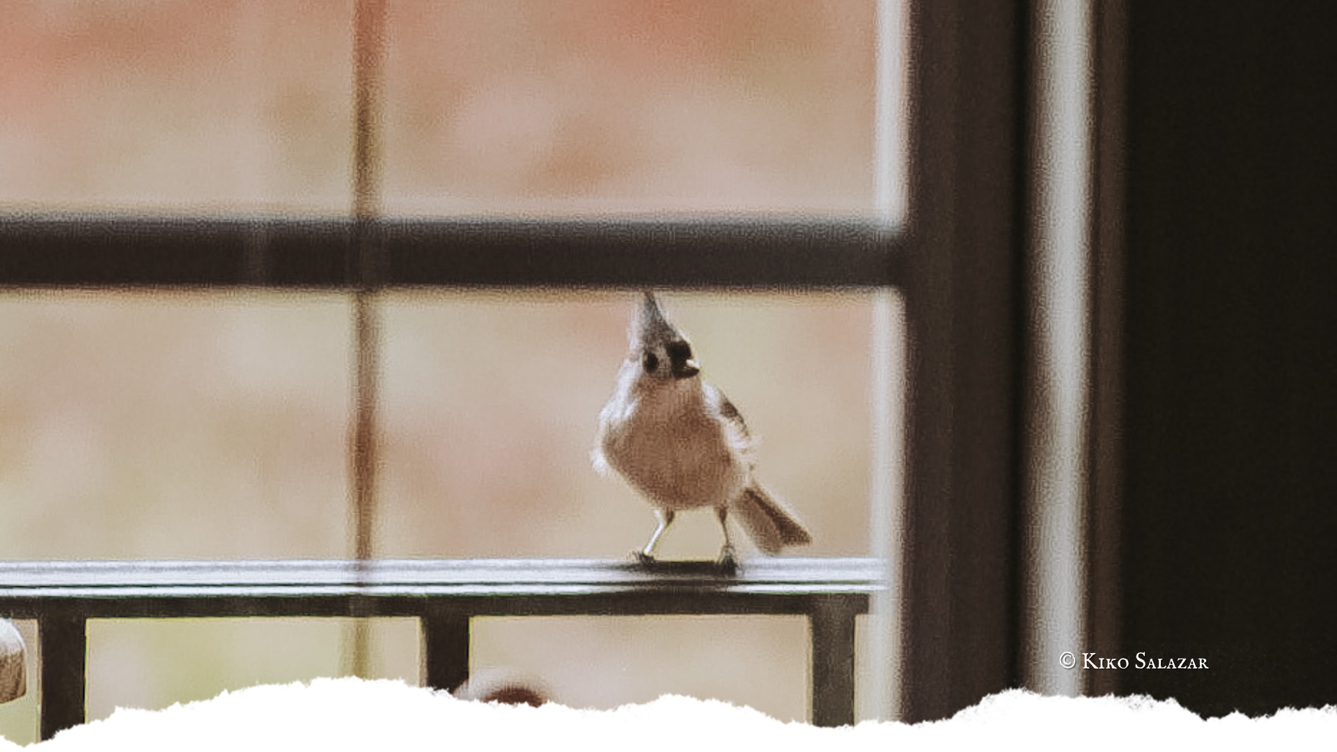 A Blue Jay's Death — Susurrus