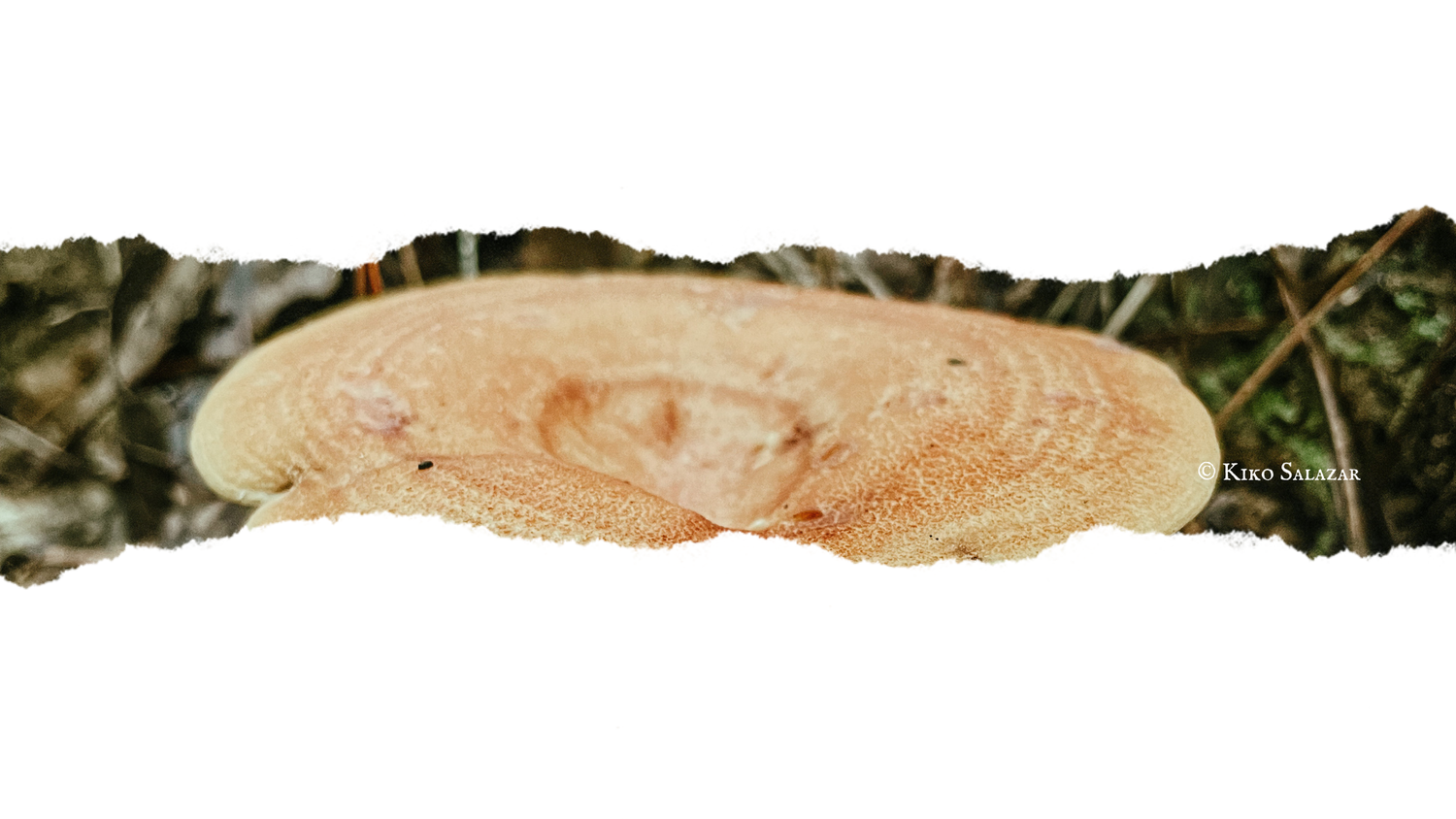 Summer 2022 Issue — Susurrus