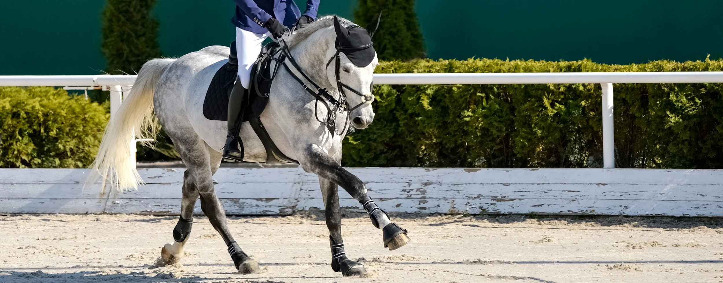 PURE Equine Law | Equine Lawyer Australia