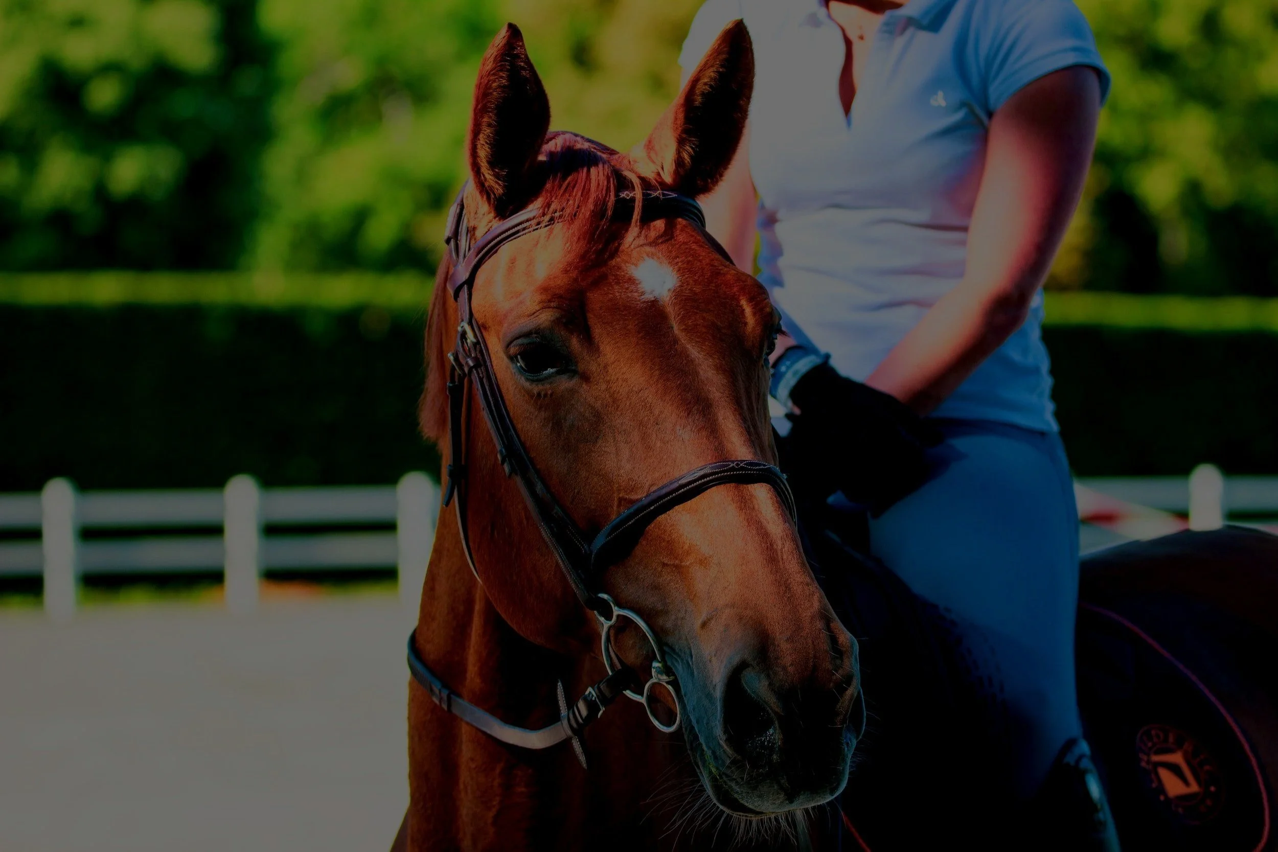 PURE Equine Law | Equine Lawyer Australia