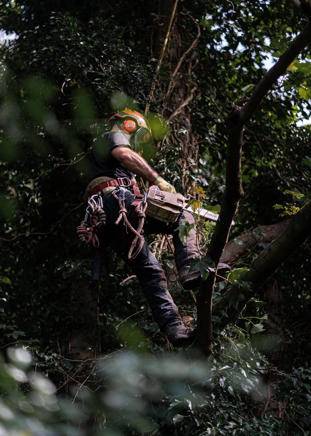 Expert Tree Surgery Services | Tree Care That Doesn't Cost The Earth