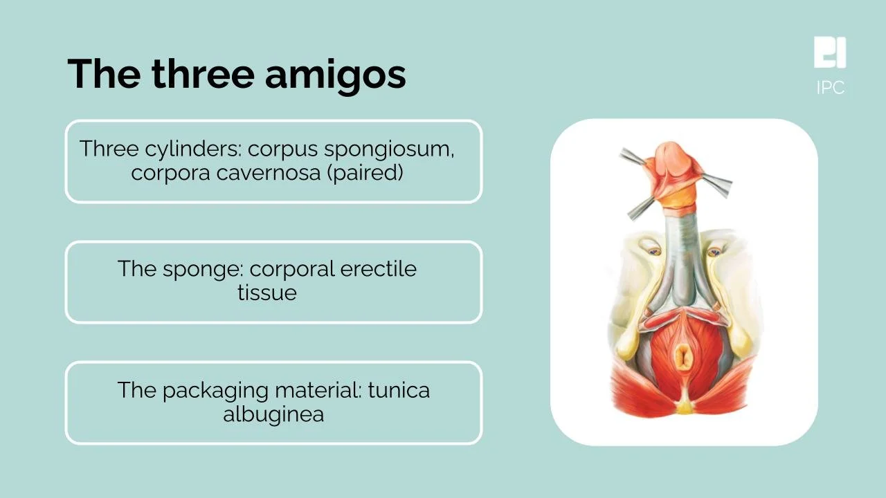 Opening the hood - anatomy & physiology — IPC - Integrated Pelvic Care