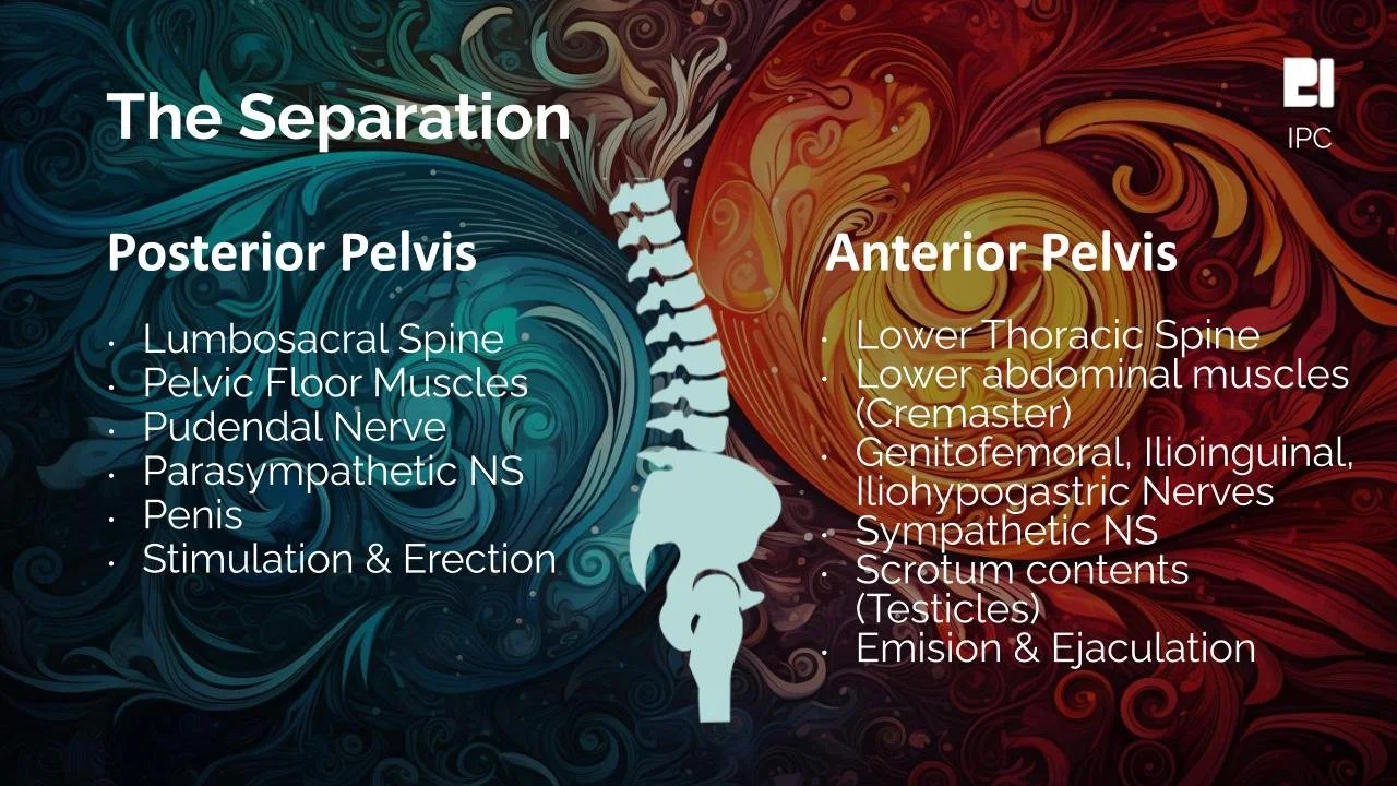 Opening the hood - anatomy & physiology — IPC - Integrated Pelvic Care