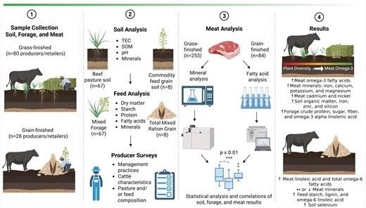 Defining Nutrient Density in Beef — The Bionutrient Institute ...