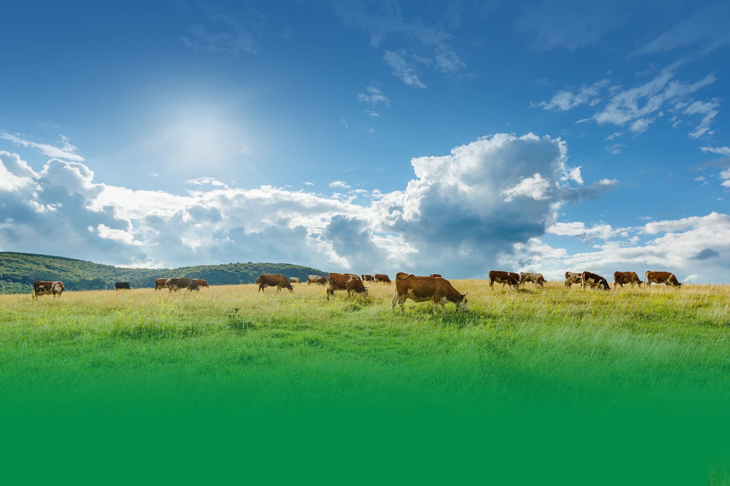 Defining Nutrient Density in Beef — The Bionutrient Institute ...